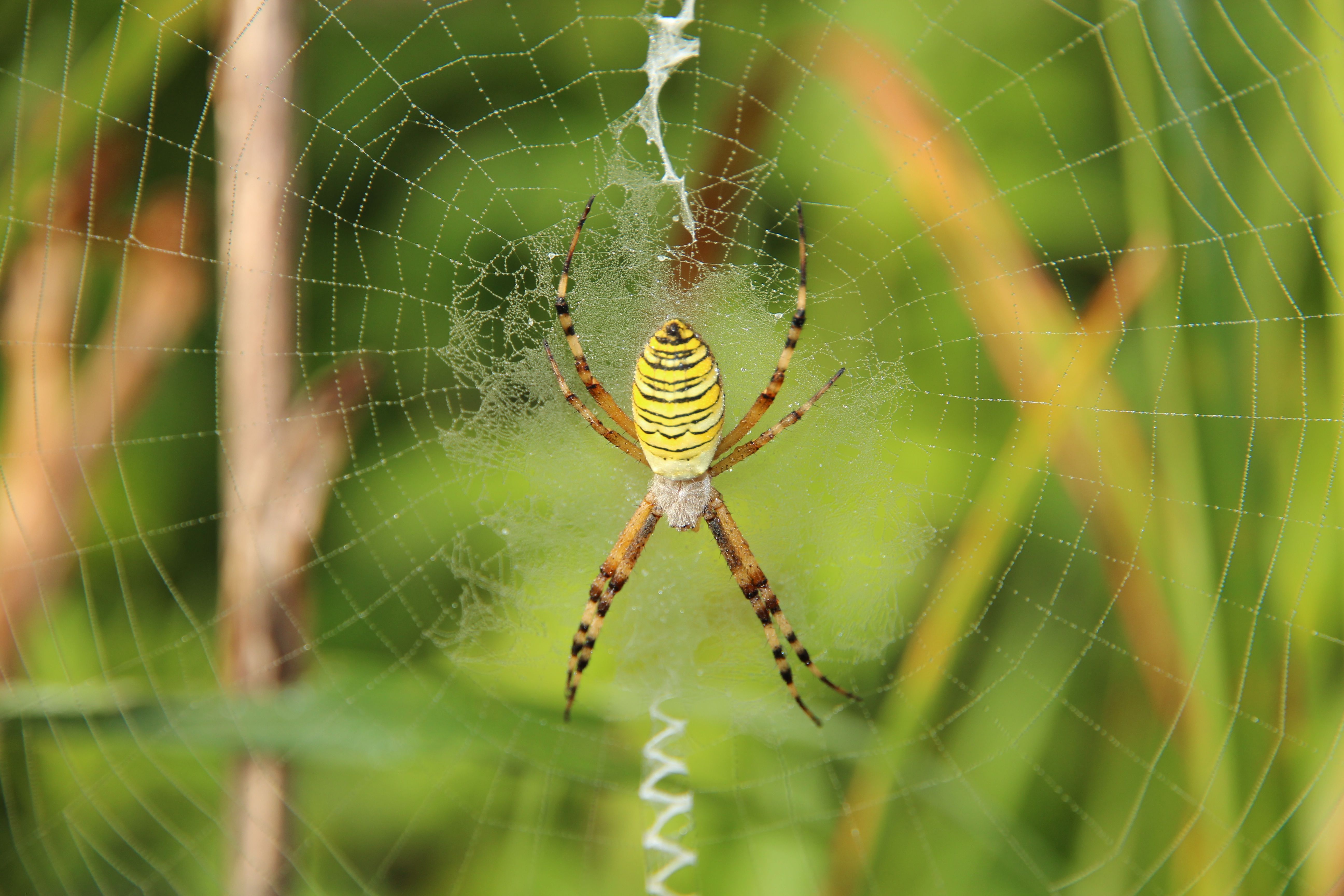 A Wasp Spider Spinning a Web · Free Stock Photo