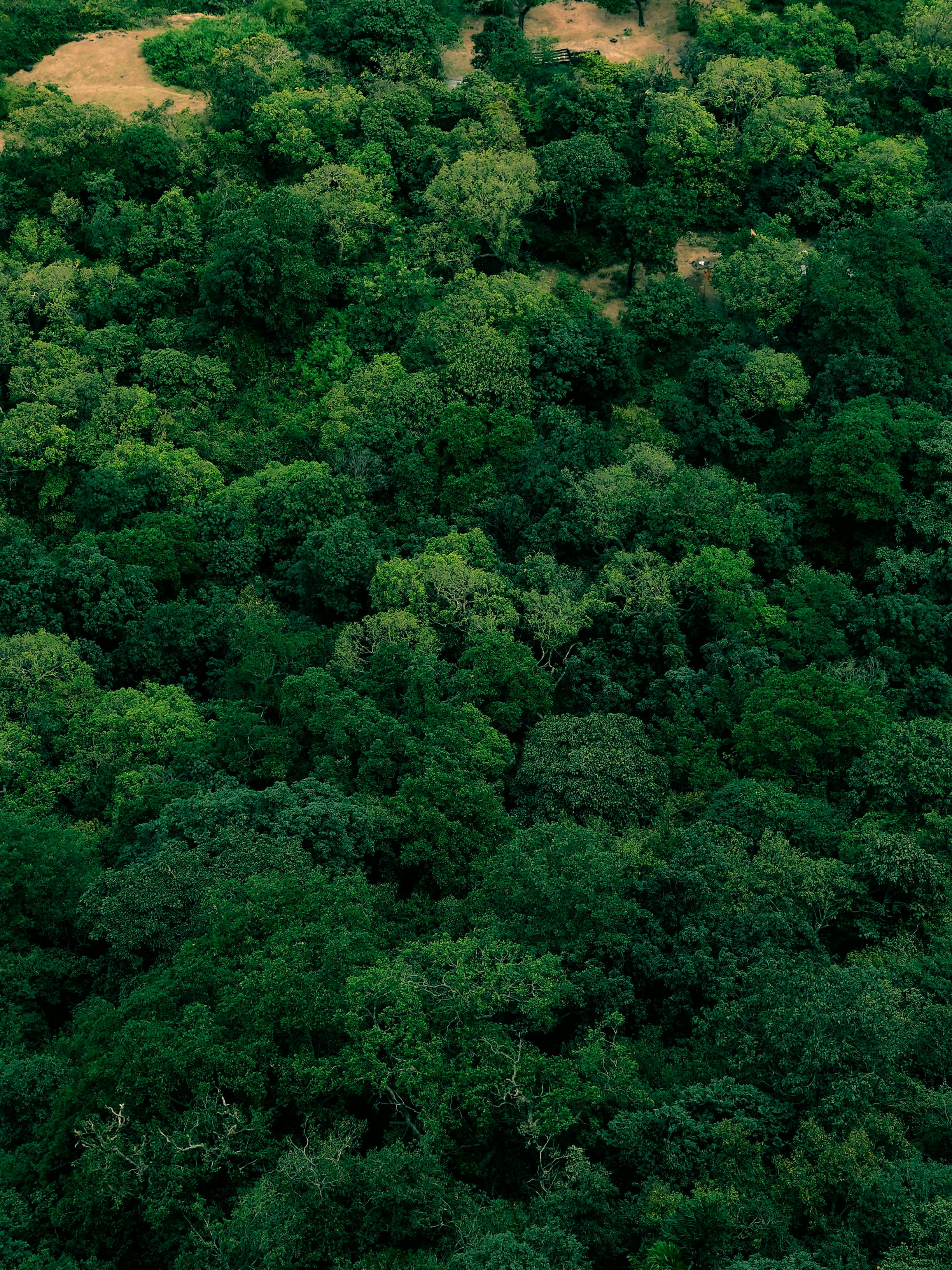 Aerial View of Green Tree · Free Stock Photo