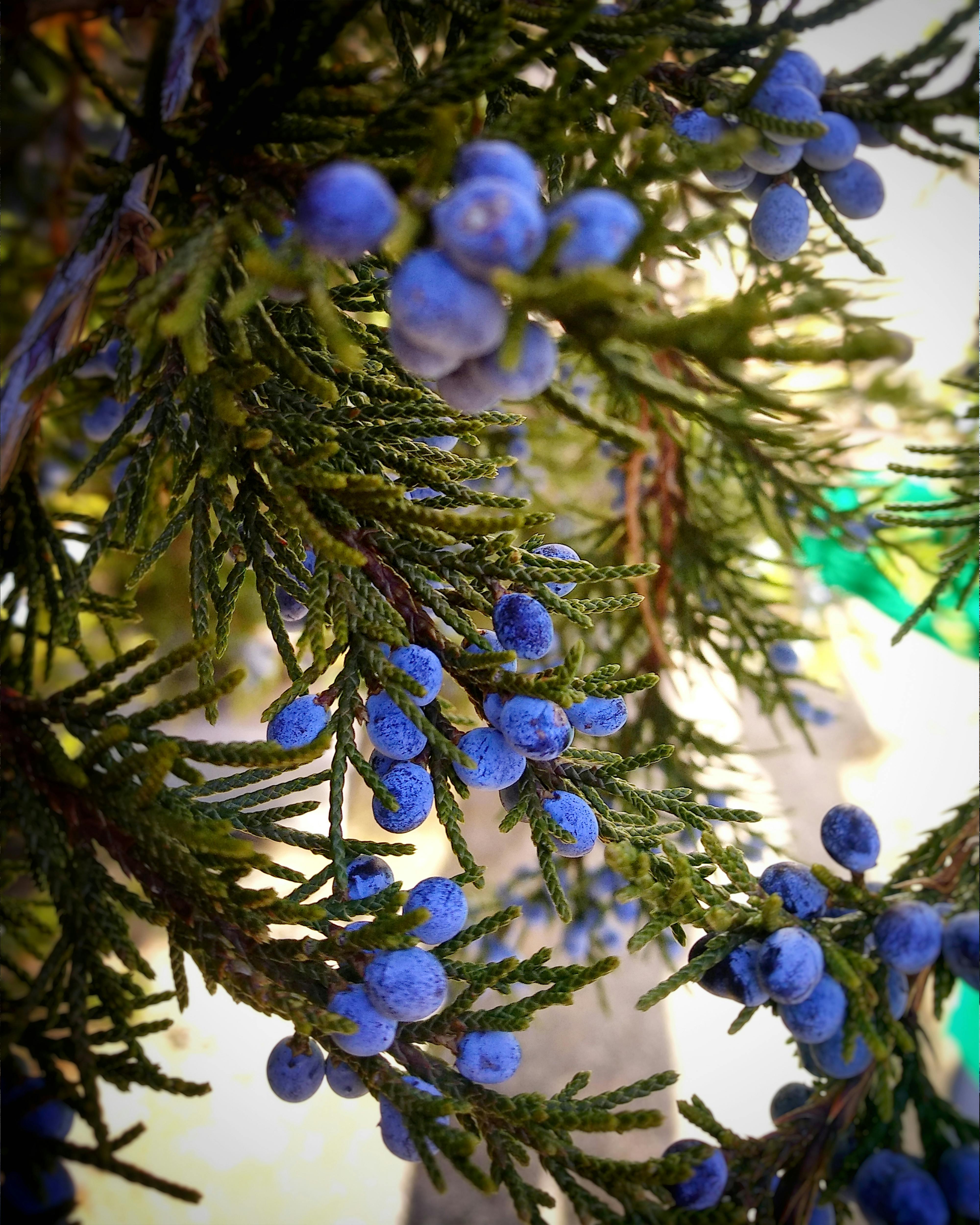 Purple Round Fruits on the Tree · Free Stock Photo