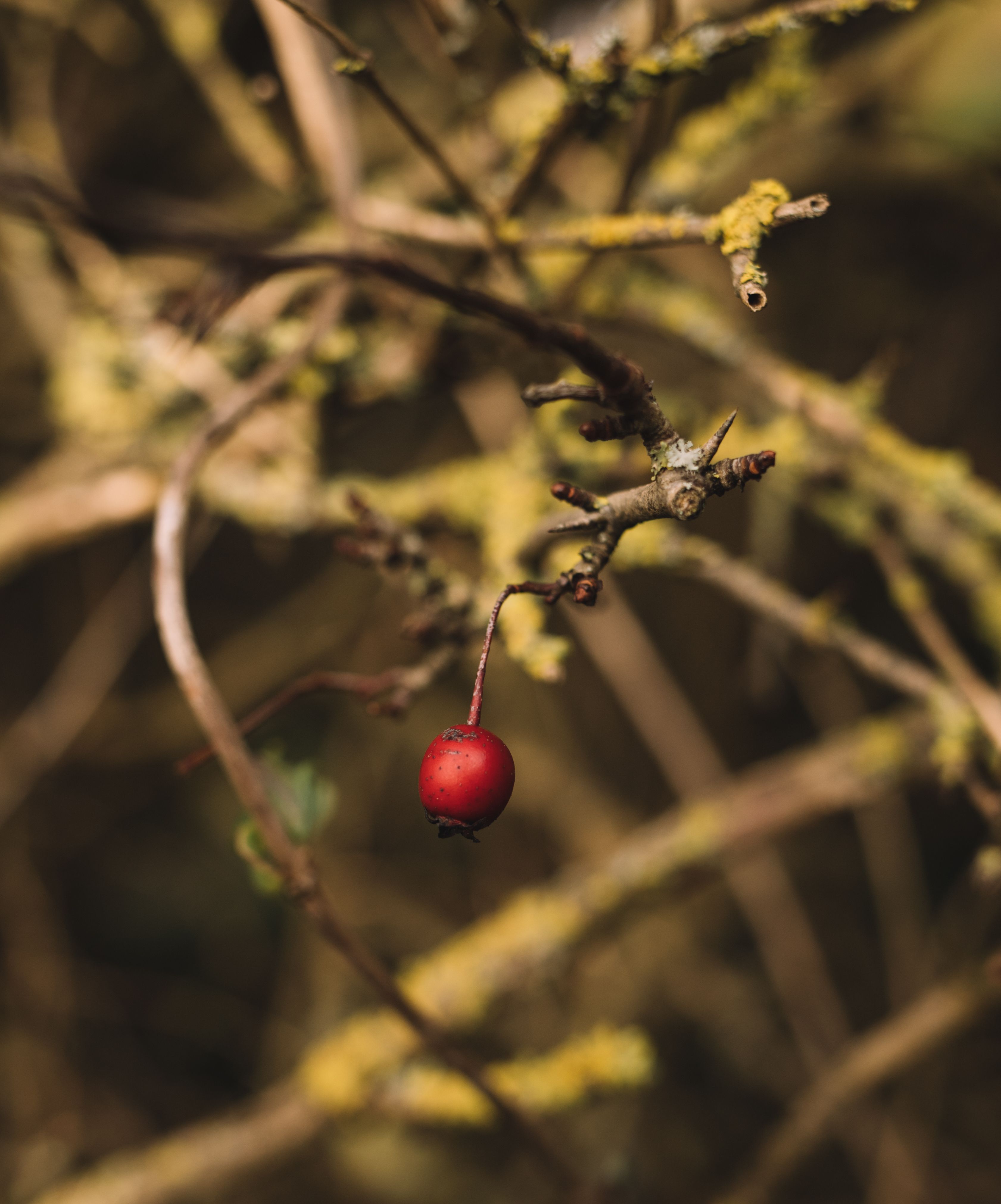 Red Round Fruits on the Tree · Free Stock Photo