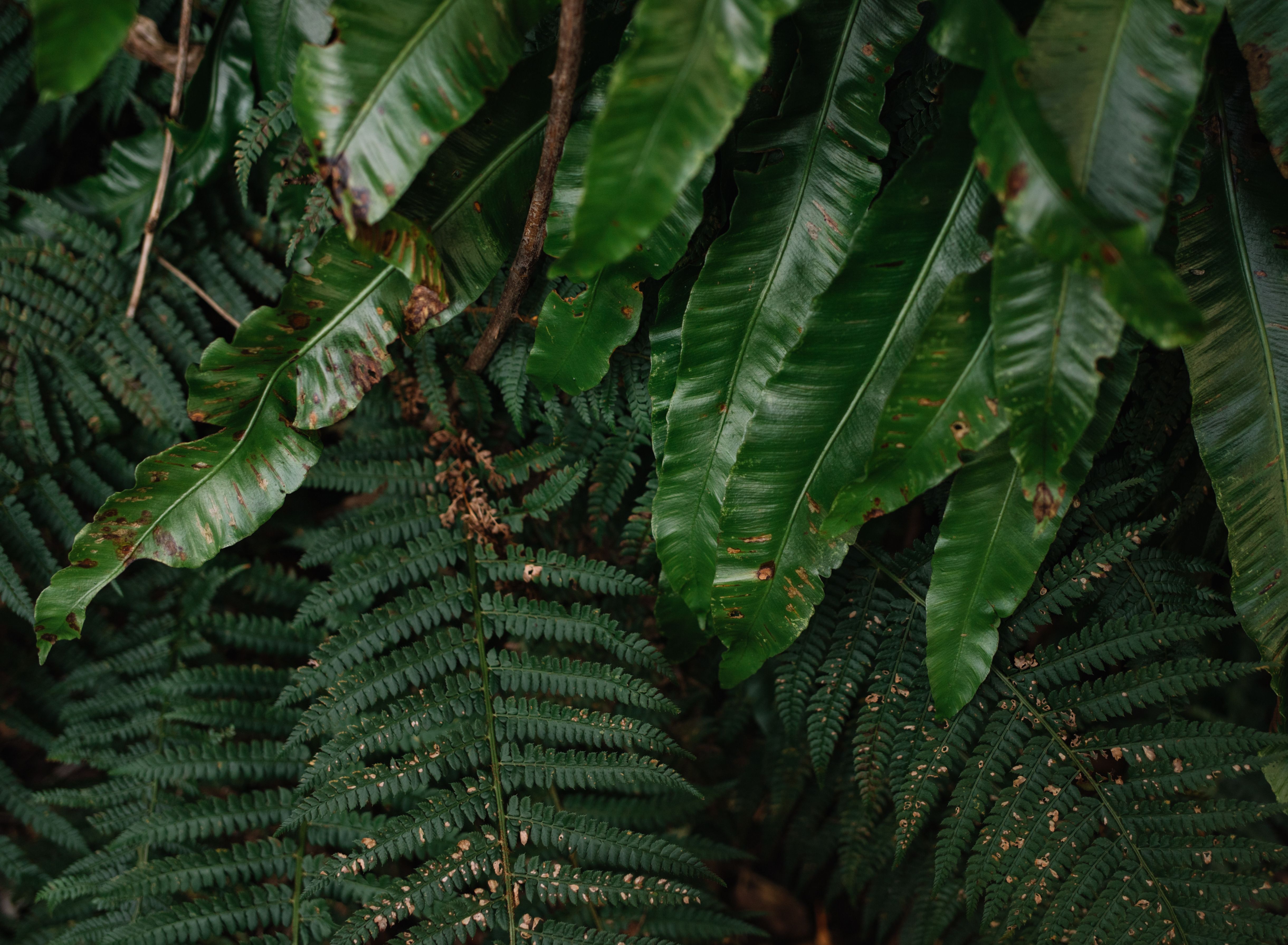 Close Up Photography of Fern Plant · Free Stock Photo