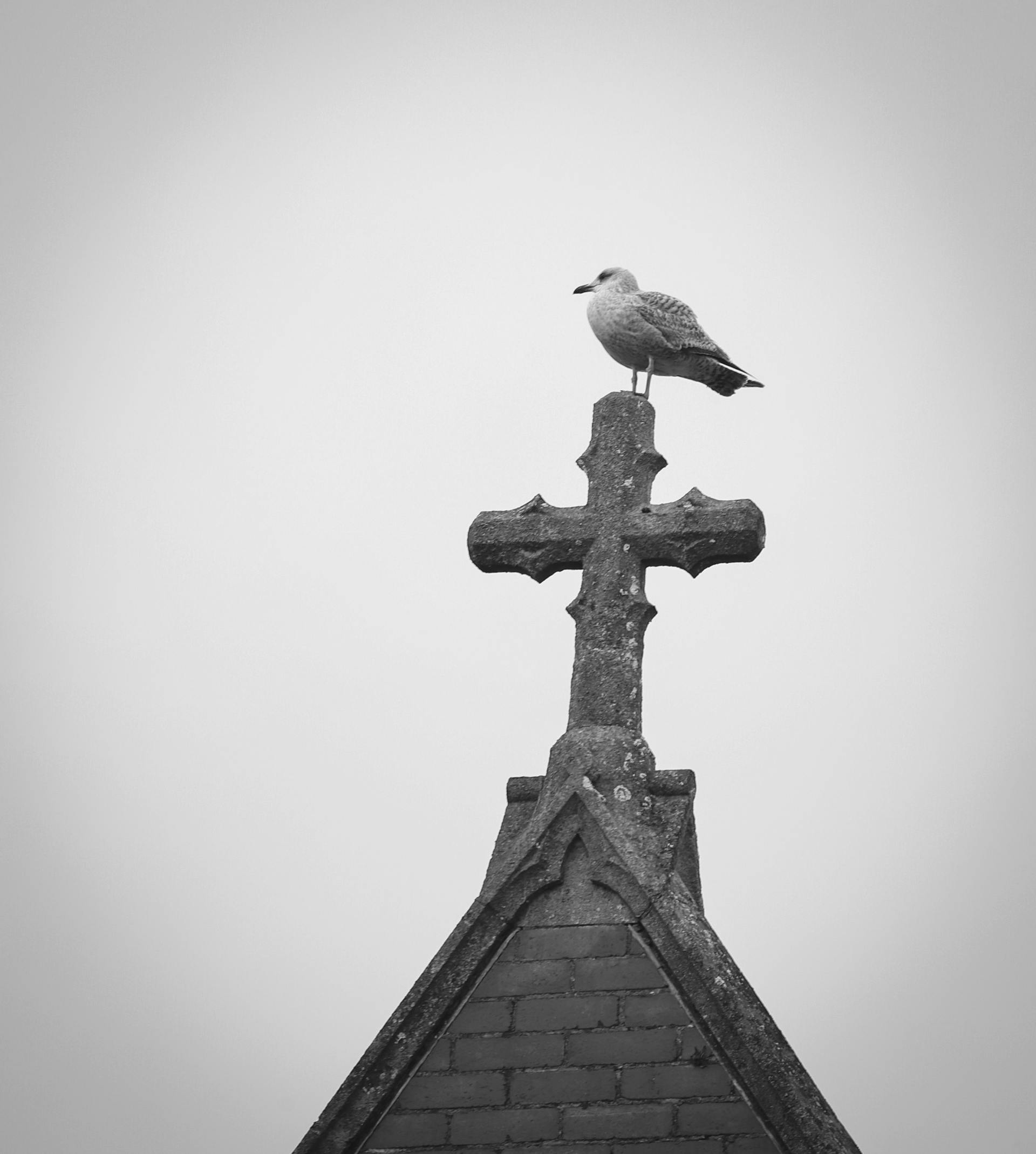 White Bird Perched on Top of a Church · Free Stock Photo
