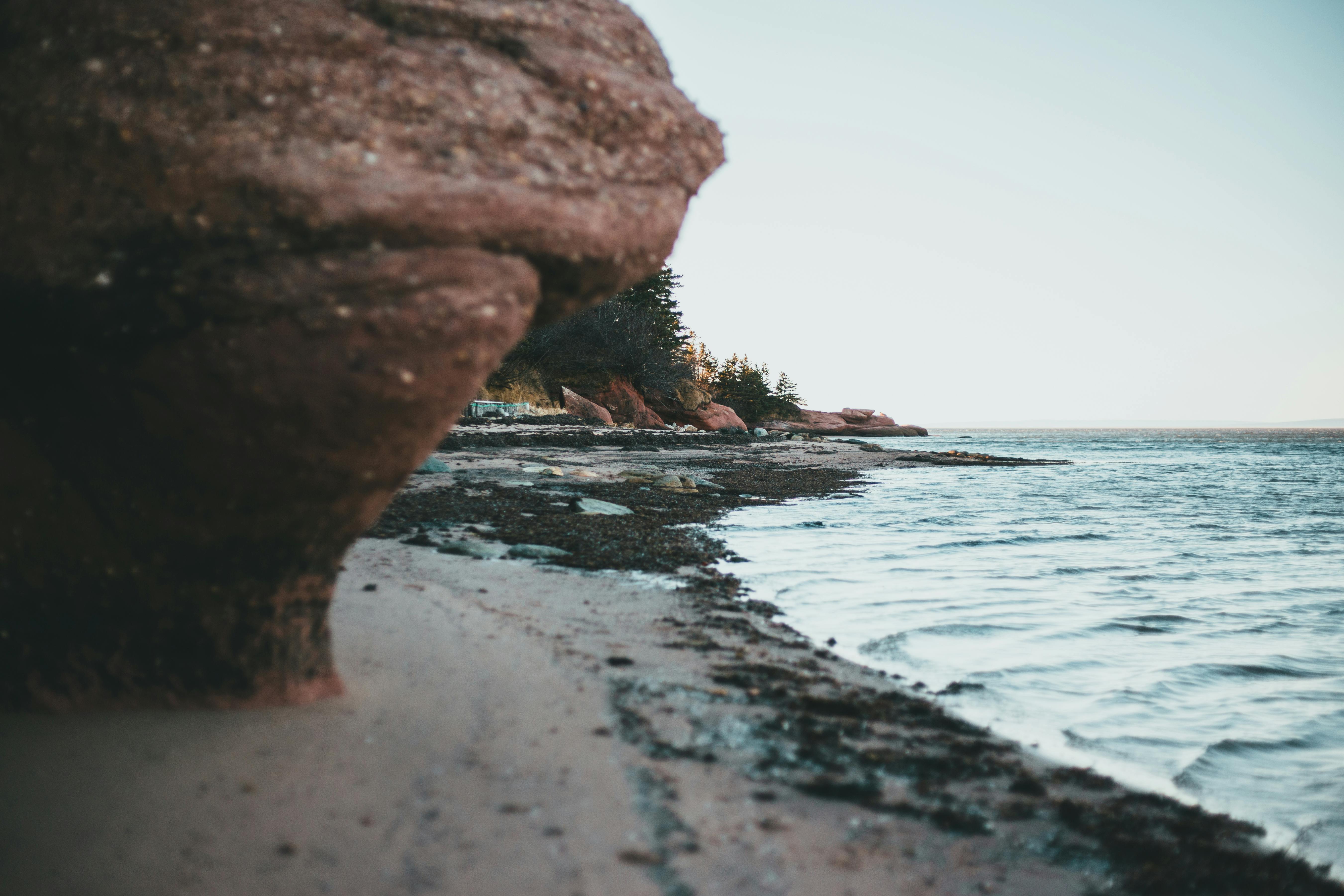 Seagull on sandy shore near ocean · Free Stock Photo