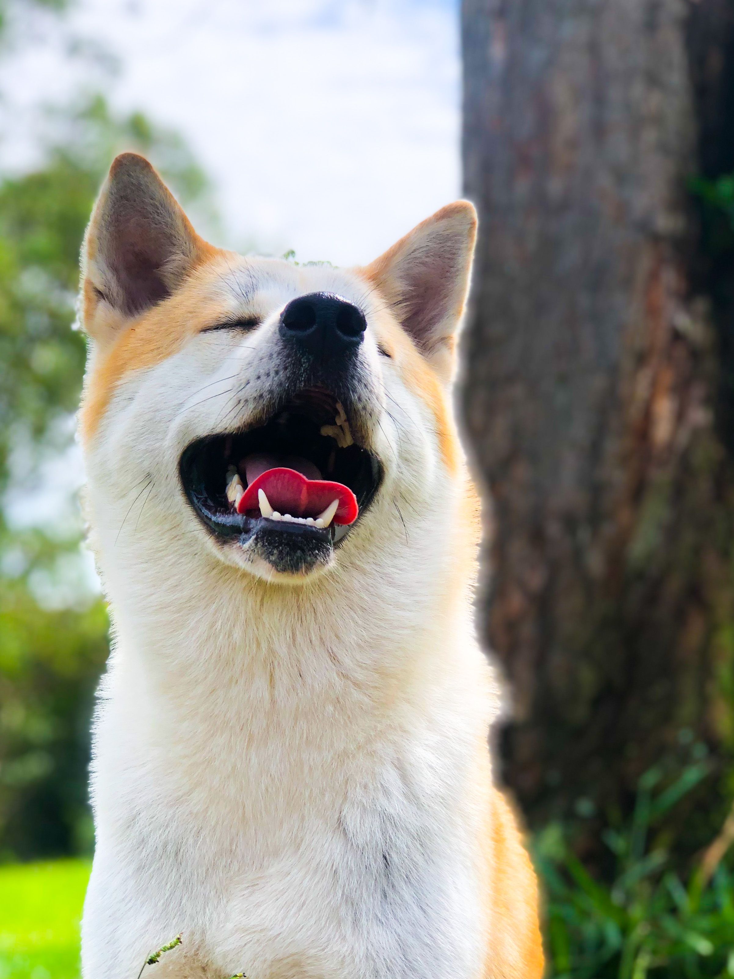 An Akita Inu in the Woods · Free Stock Photo