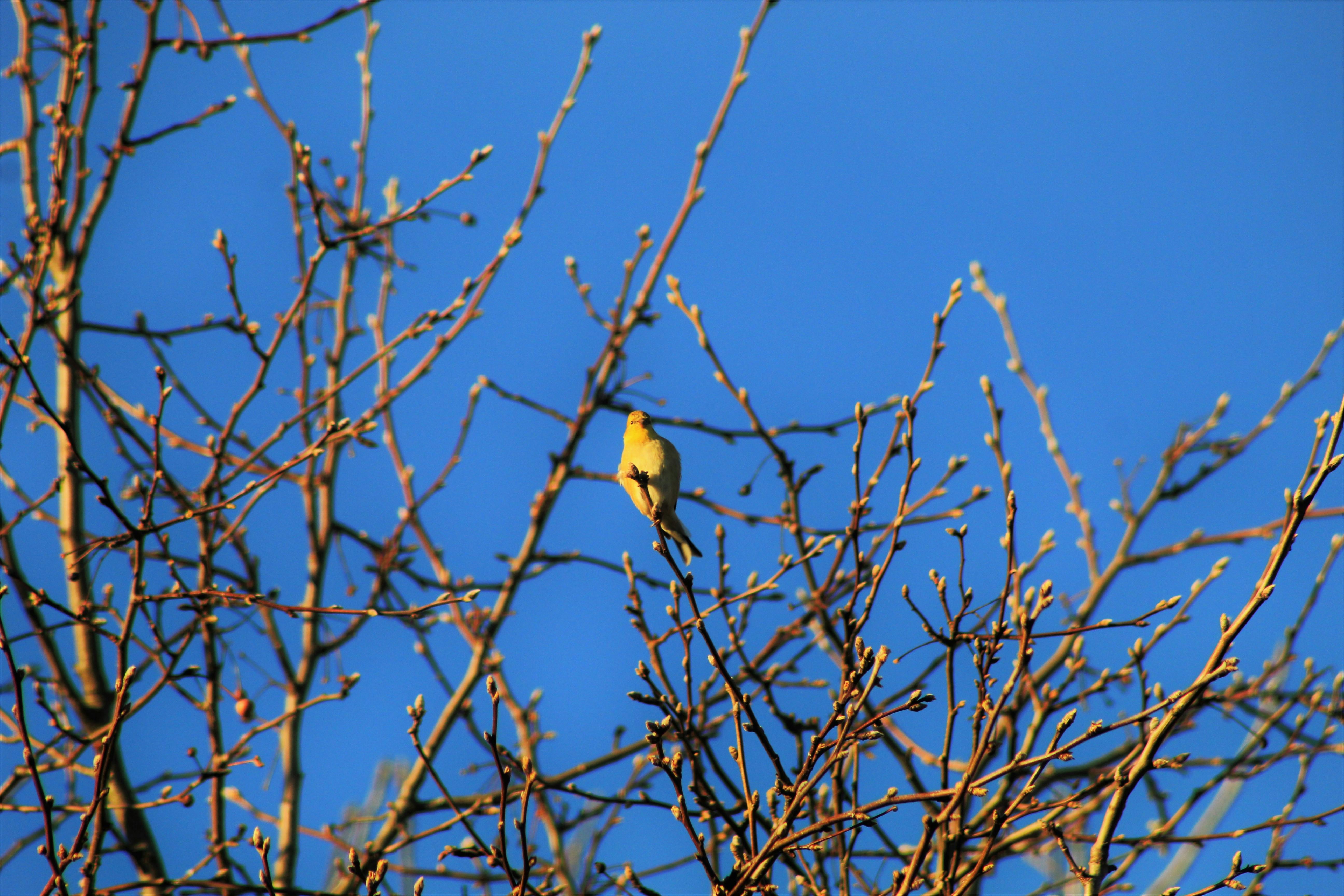 Photo of Birds Perched on a Bare Tree · Free Stock Photo