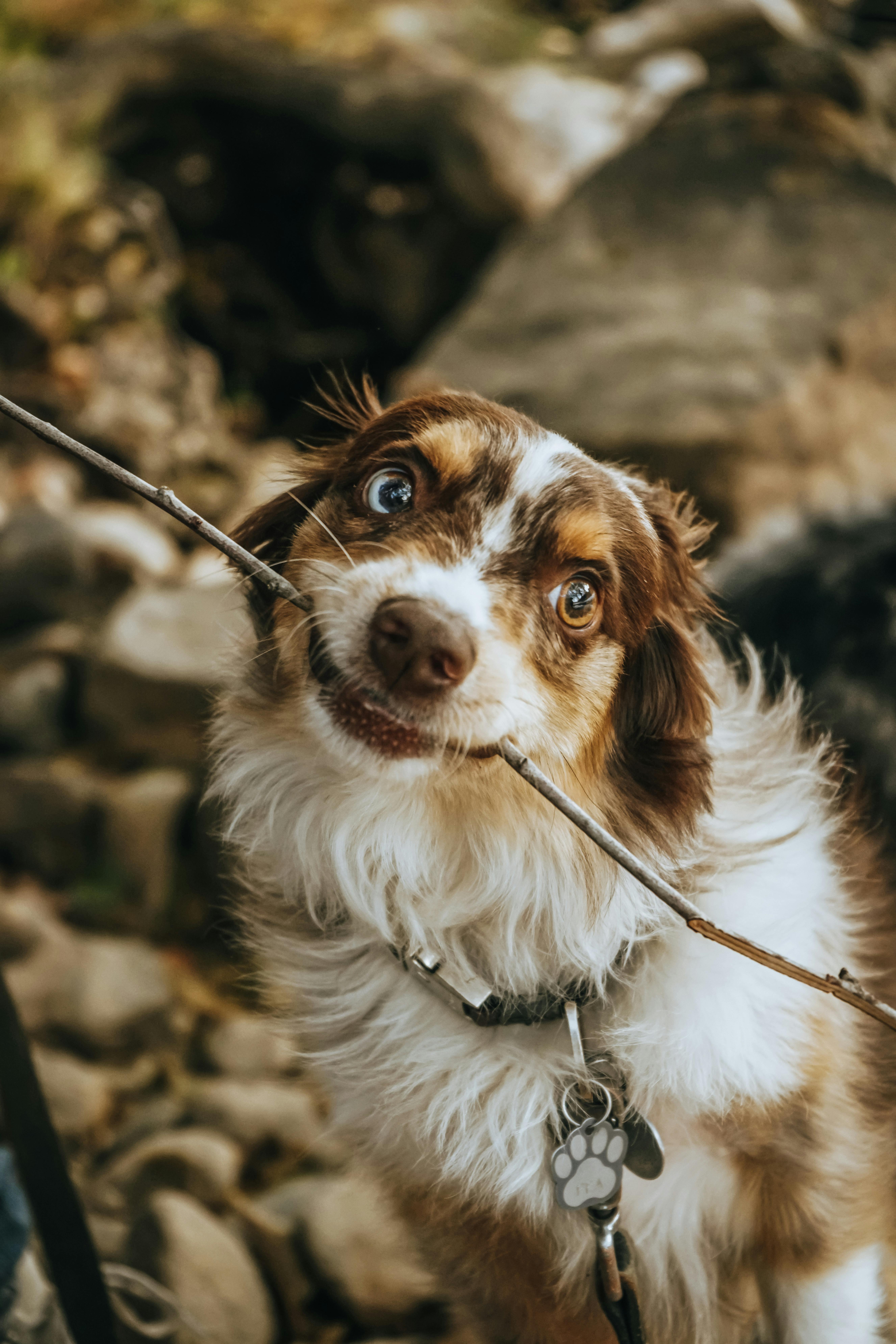 A Dog Biting a Tree Branch · Free Stock Photo