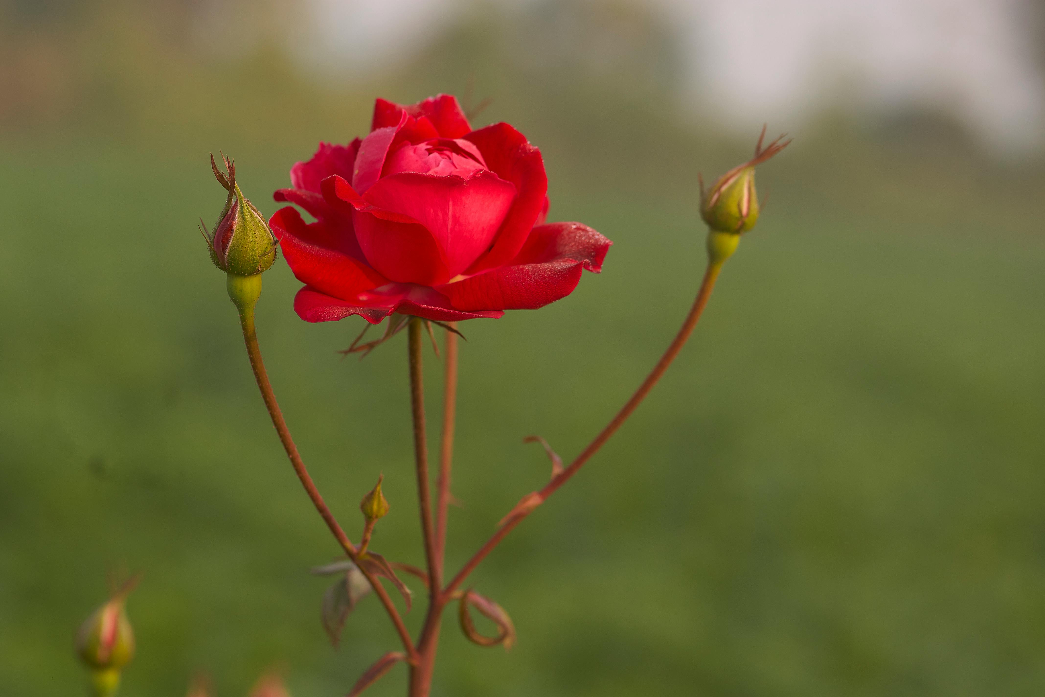 Red Rose in Close Up Photography · Free Stock Photo