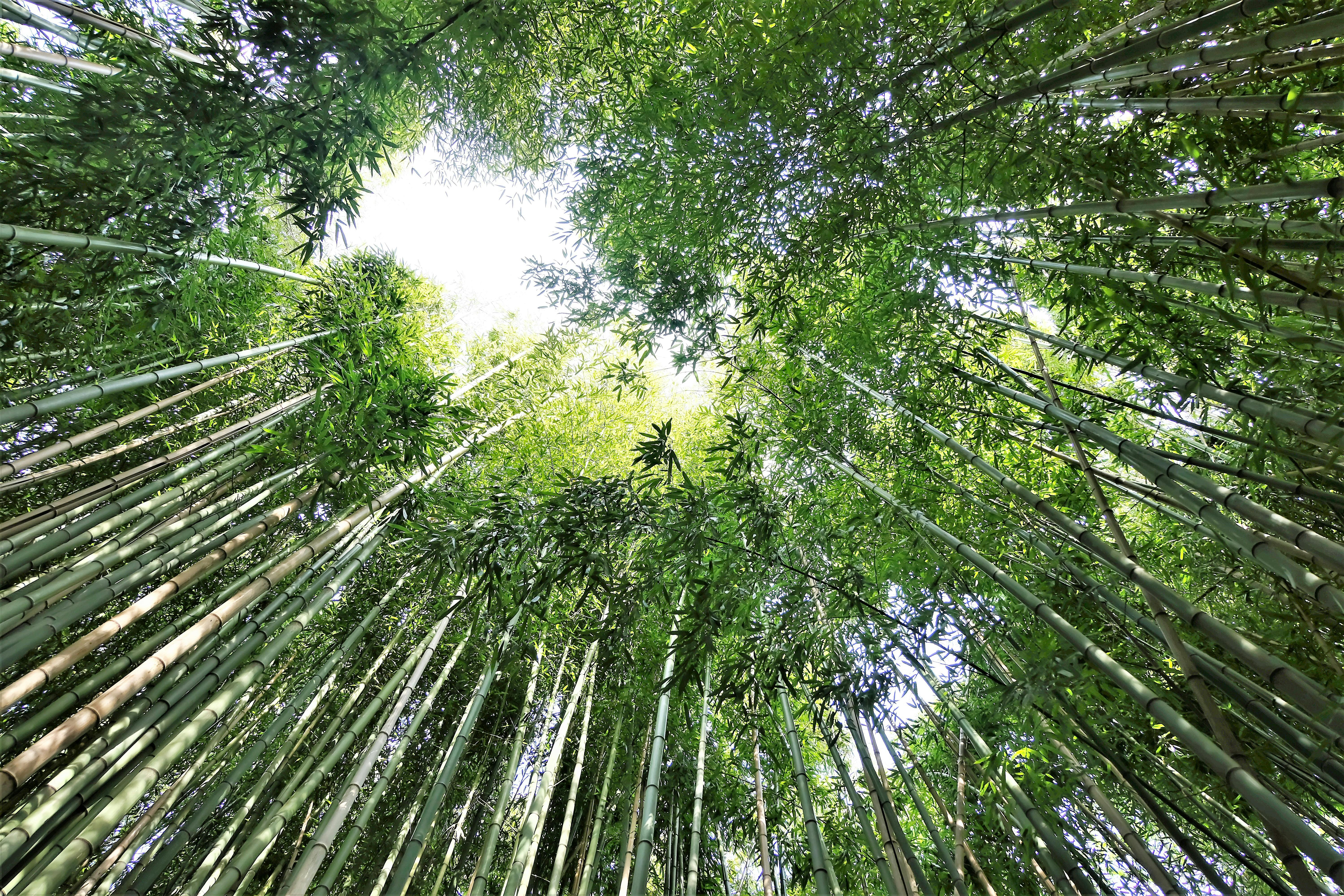Bamboo Grass · Free Stock Photo