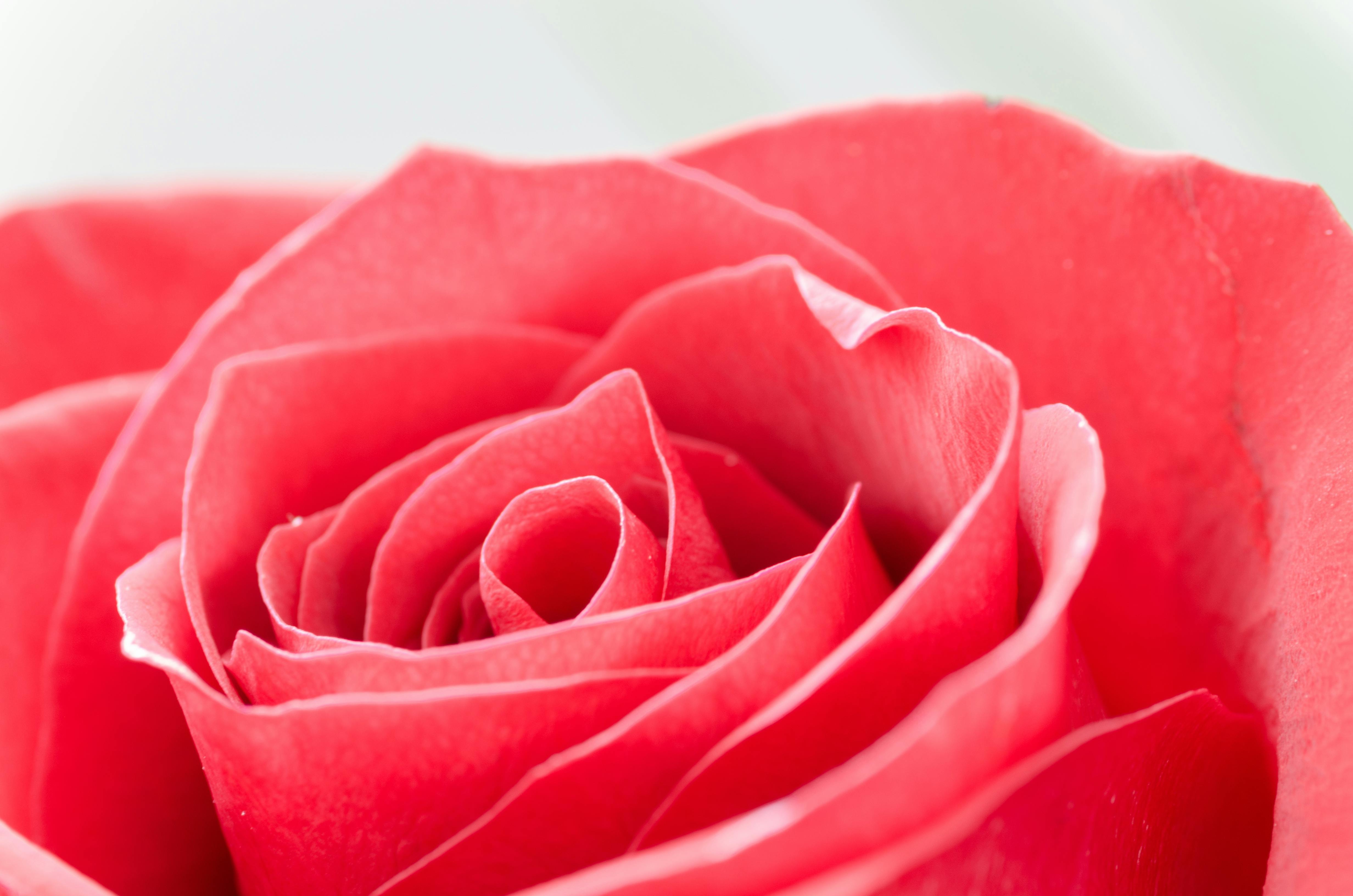 Macro Photography of Red Rose · Free Stock Photo