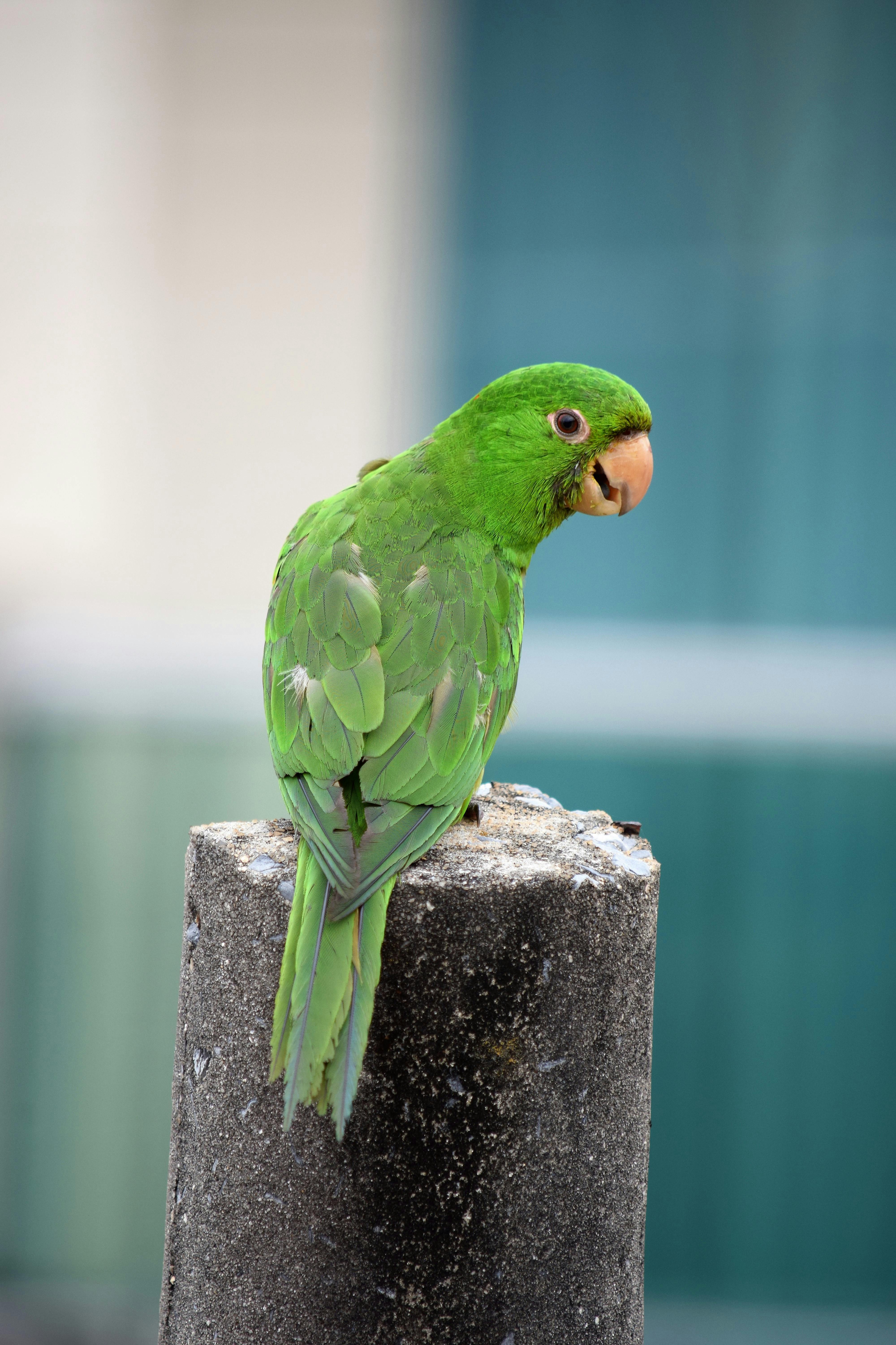 Green Parrot Perched on Bird Cage · Free Stock Photo