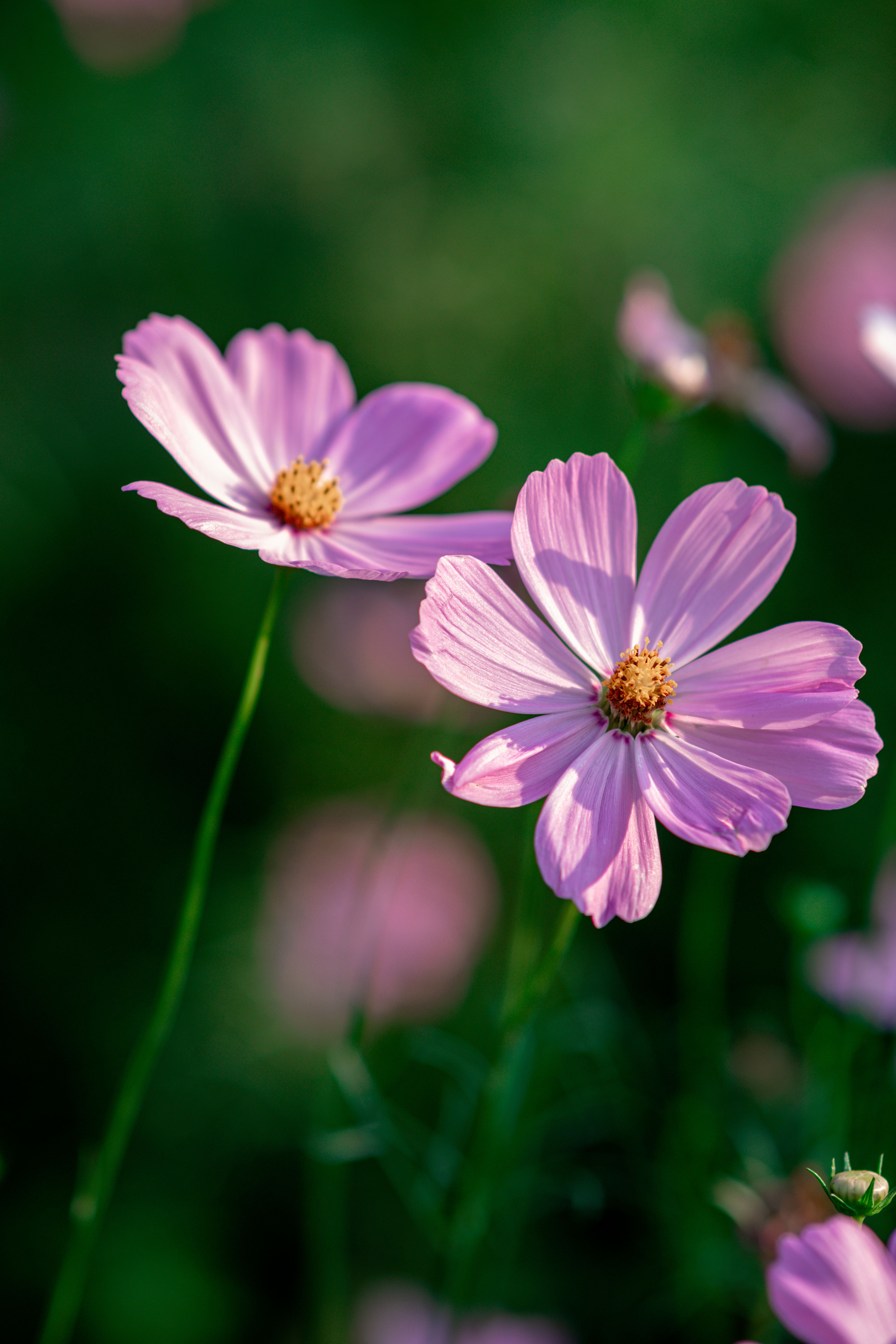Blooming Flower of Trailing Iceplant · Free Stock Photo