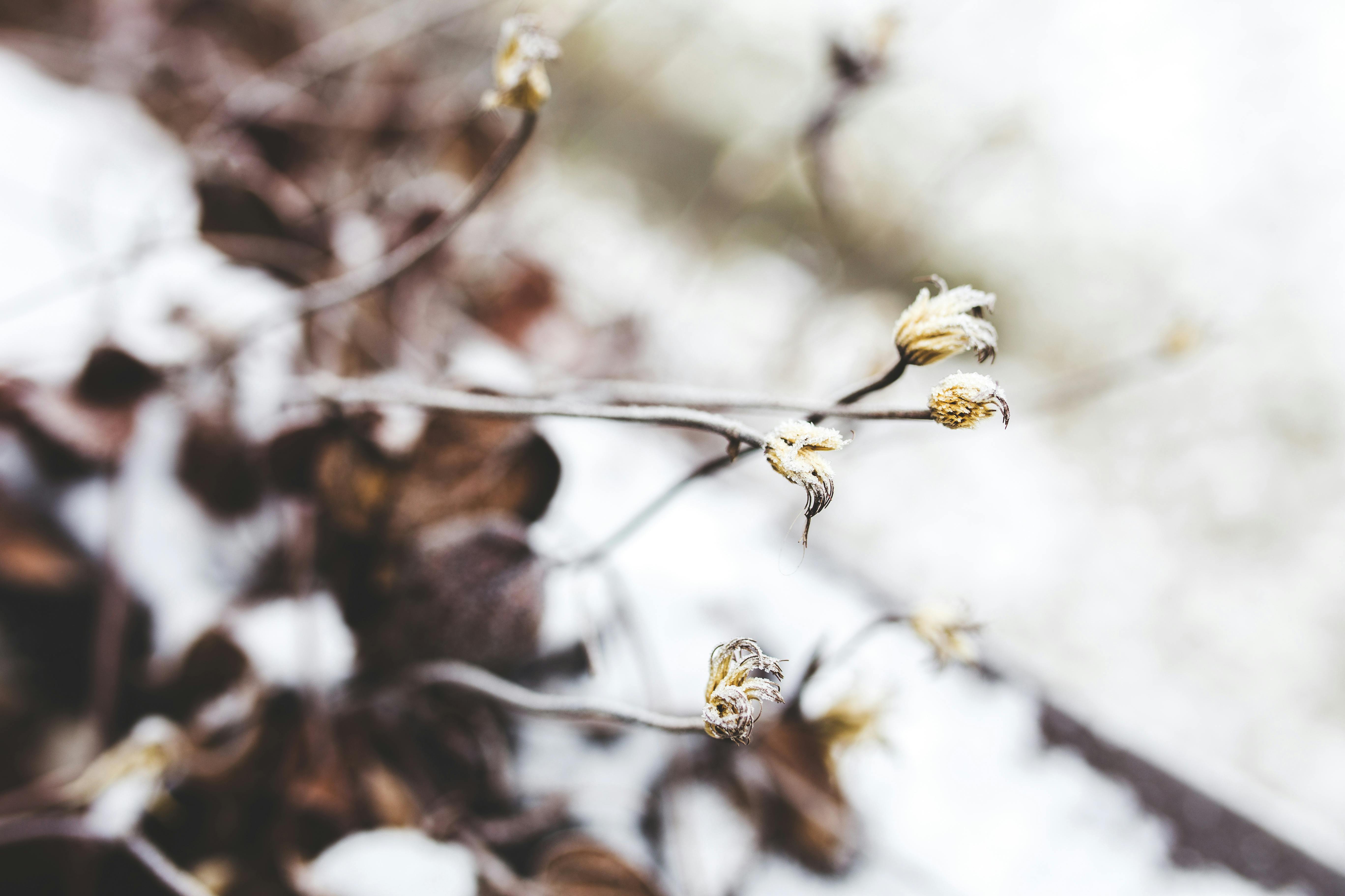 Little Withered Flowers · Free Stock Photo