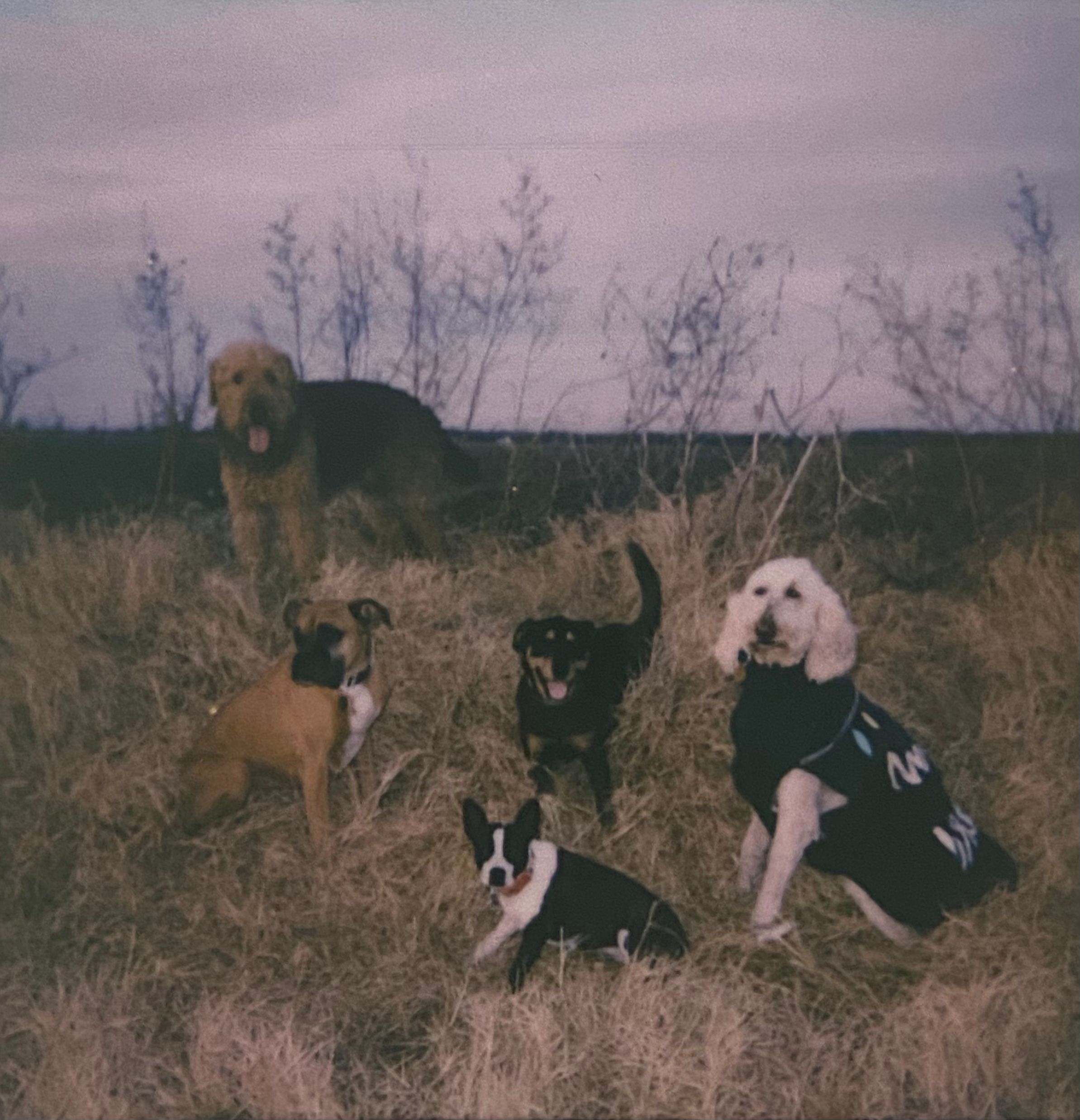 Dogs Playing on Grass · Free Stock Photo