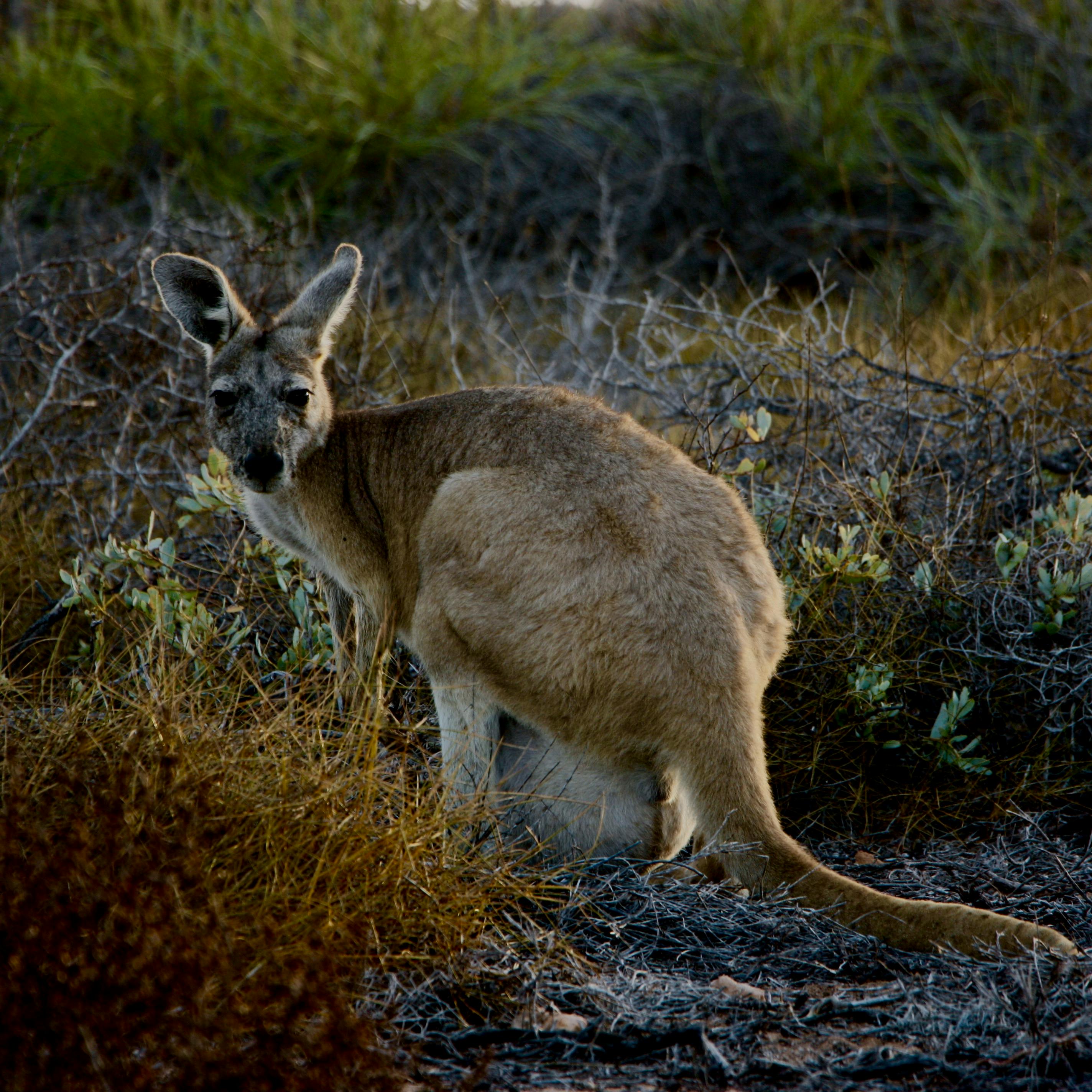 100,000+ Best Wild Animal Photography Photos · 100% Free Download ...