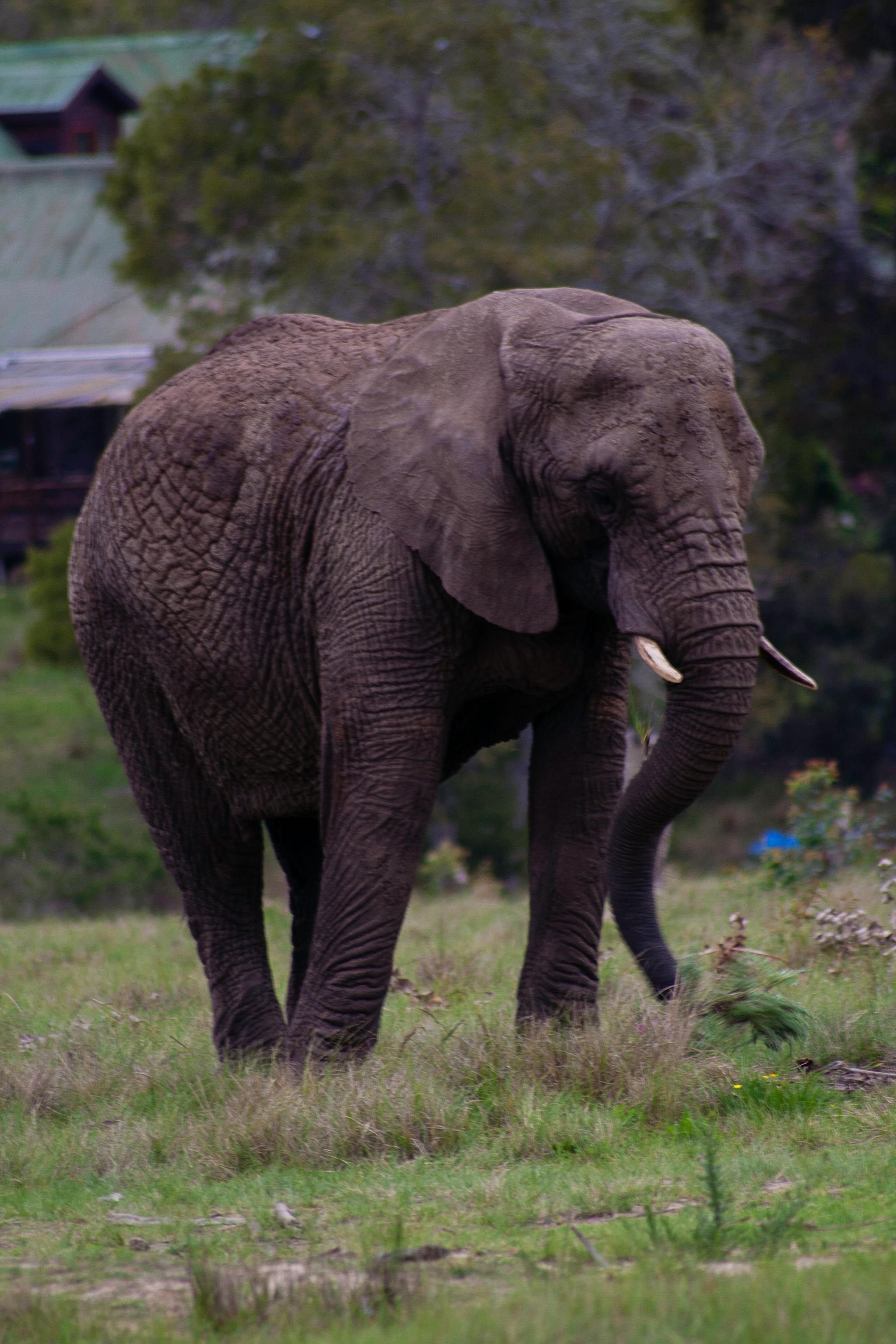 Free stock photo of elephant, elephants, south africa