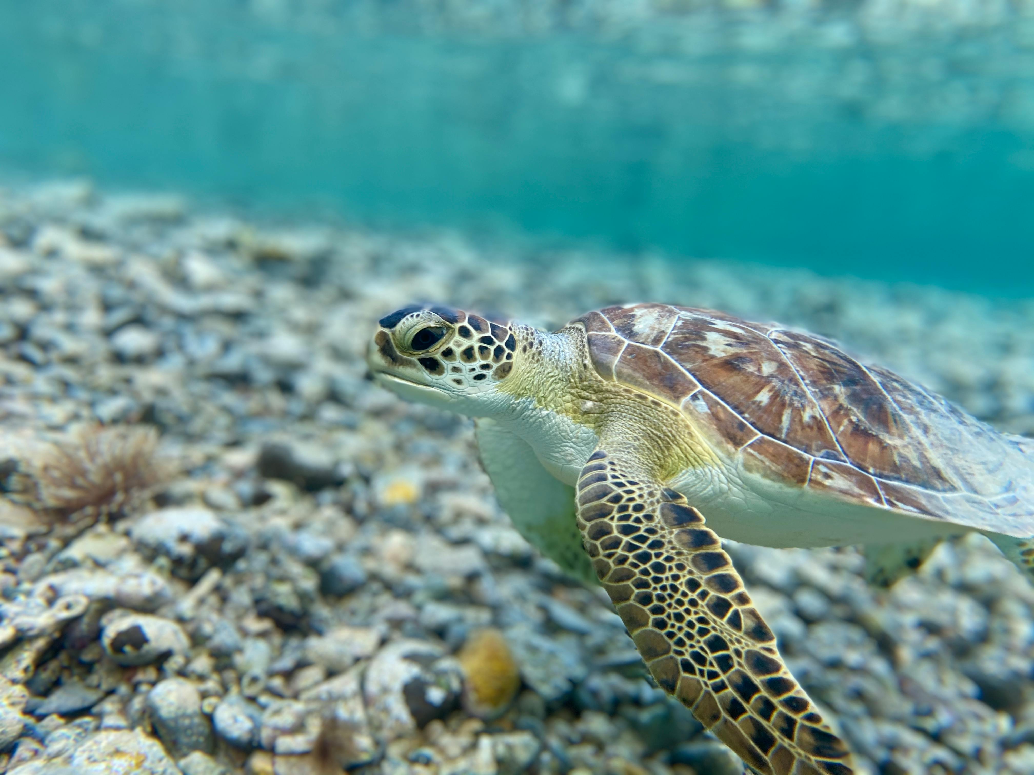Sea Turtle in Close Up · Free Stock Photo