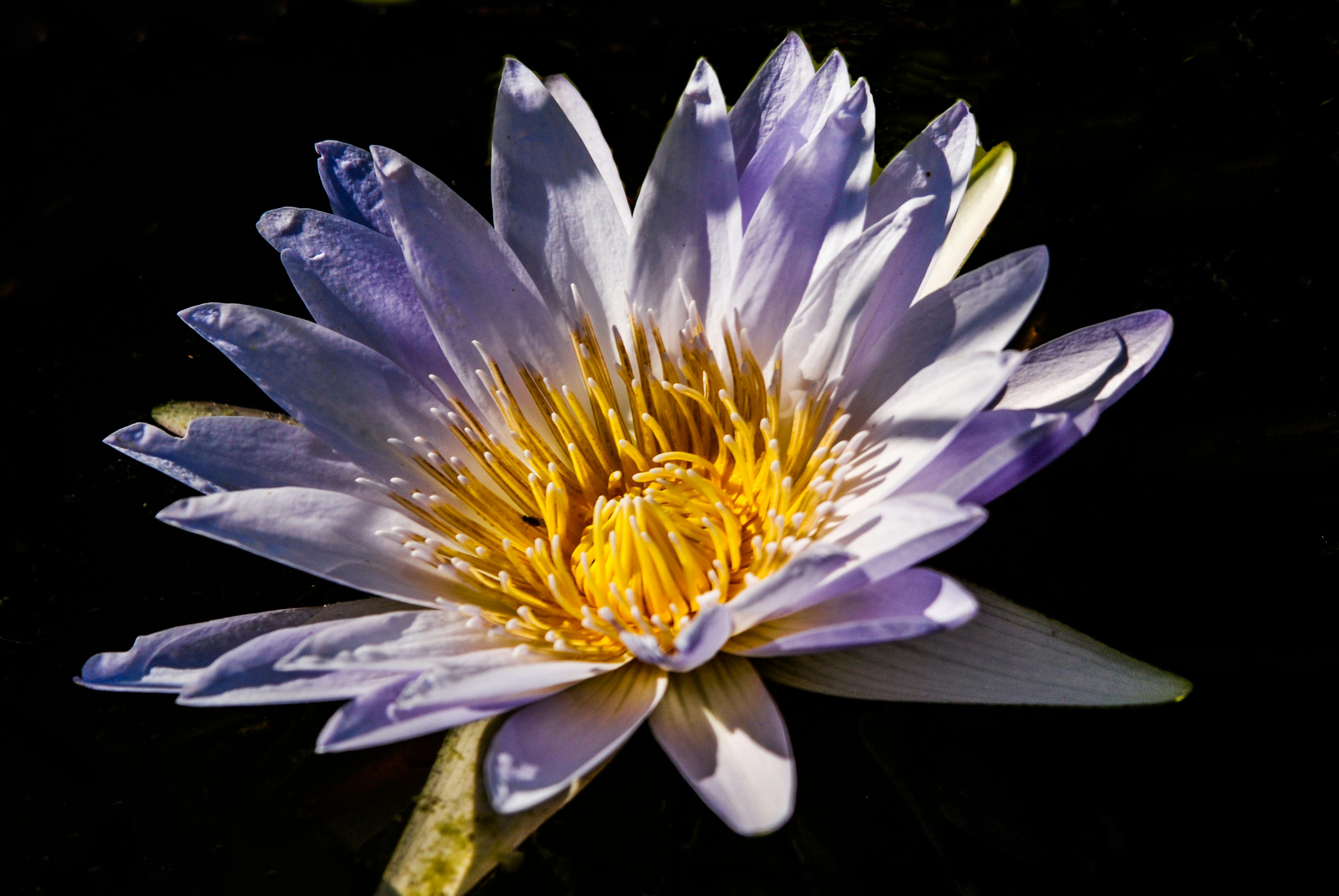 Free stock photo of beautiful flowers, flower, south africa