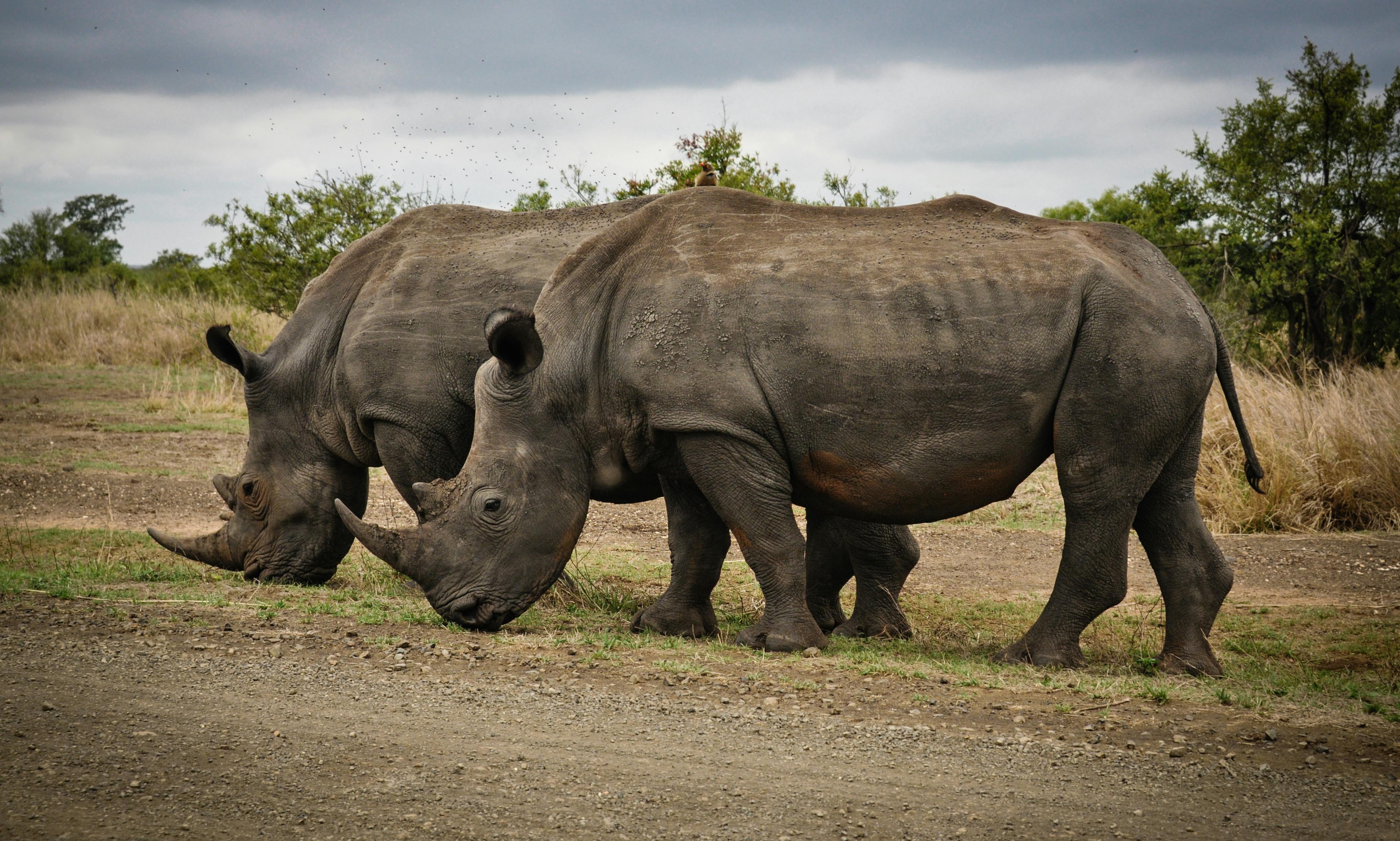 Two Rhino on Gray Field · Free Stock Photo