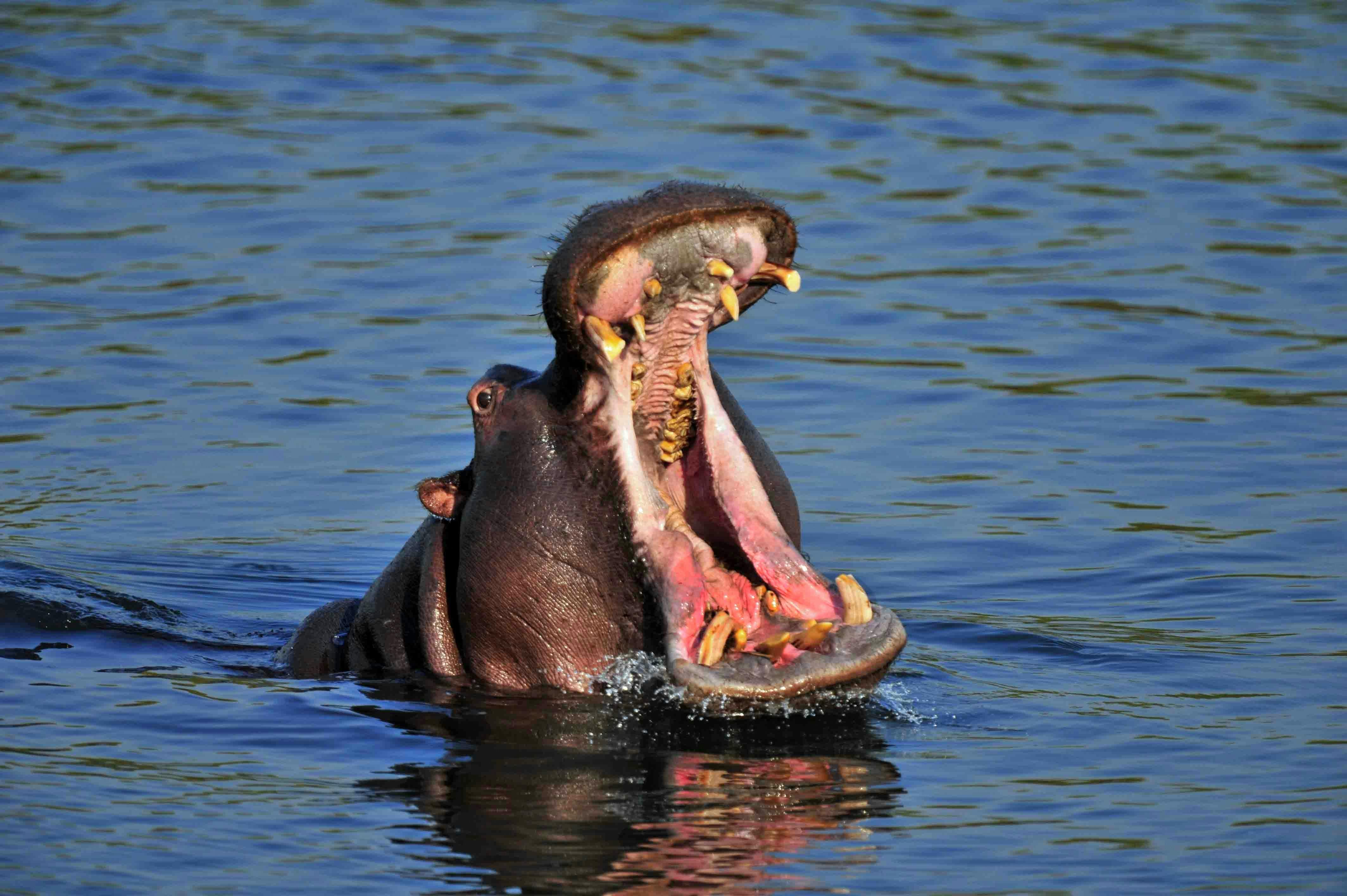 Free stock photo of hippopotamus, wild, wild animal