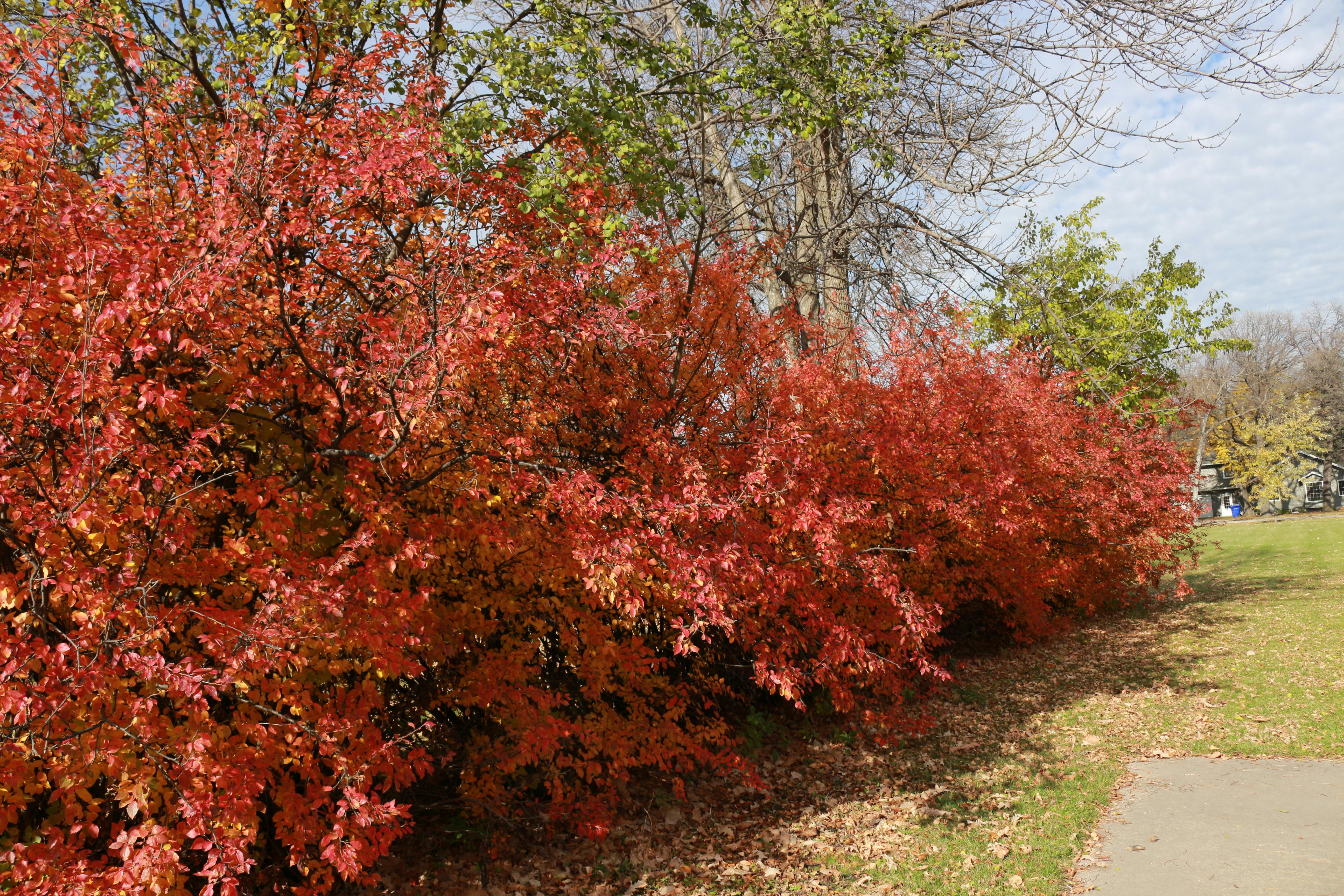 Free stock photo of fall foliage, flaming bush, red leaves