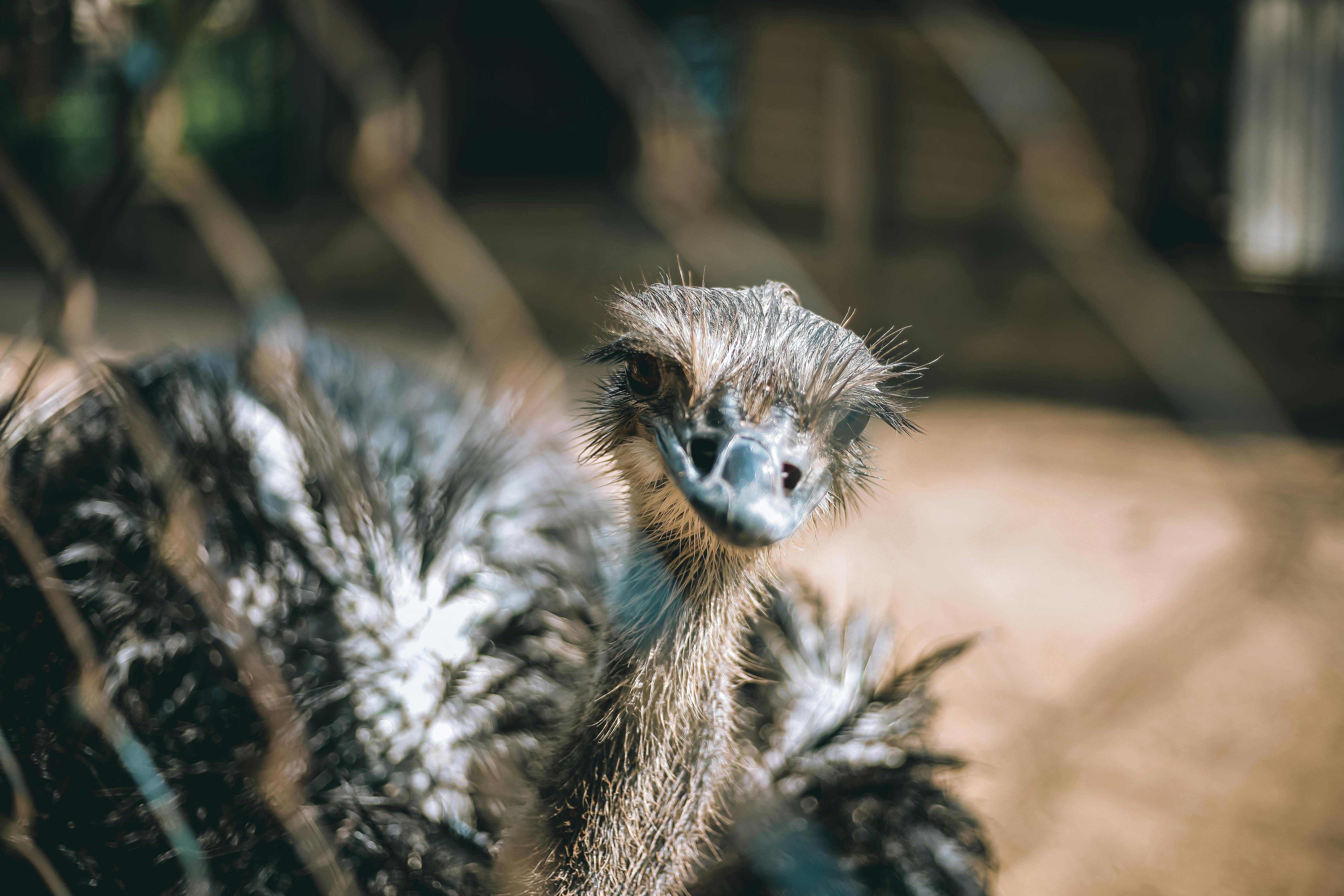 232+ Best Free Ostrich Stock Photos & Images · 100% Royalty-Free HD ...
