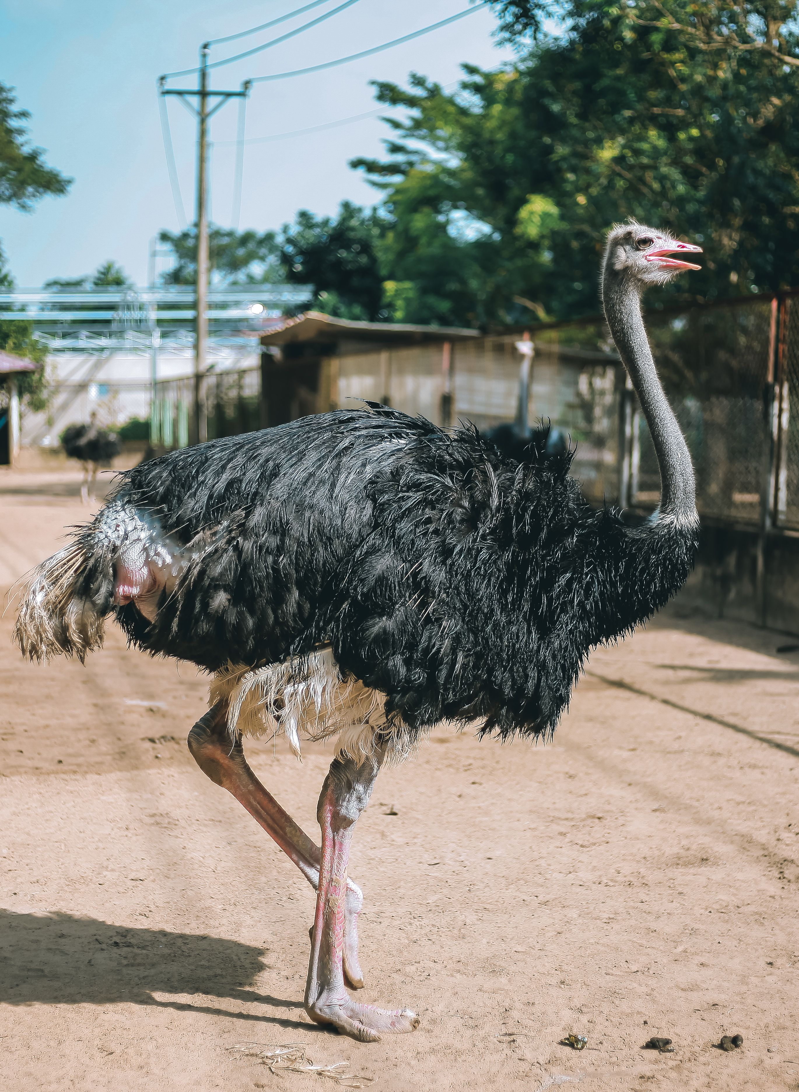 Close Up Photo of an Ostritch · Free Stock Photo