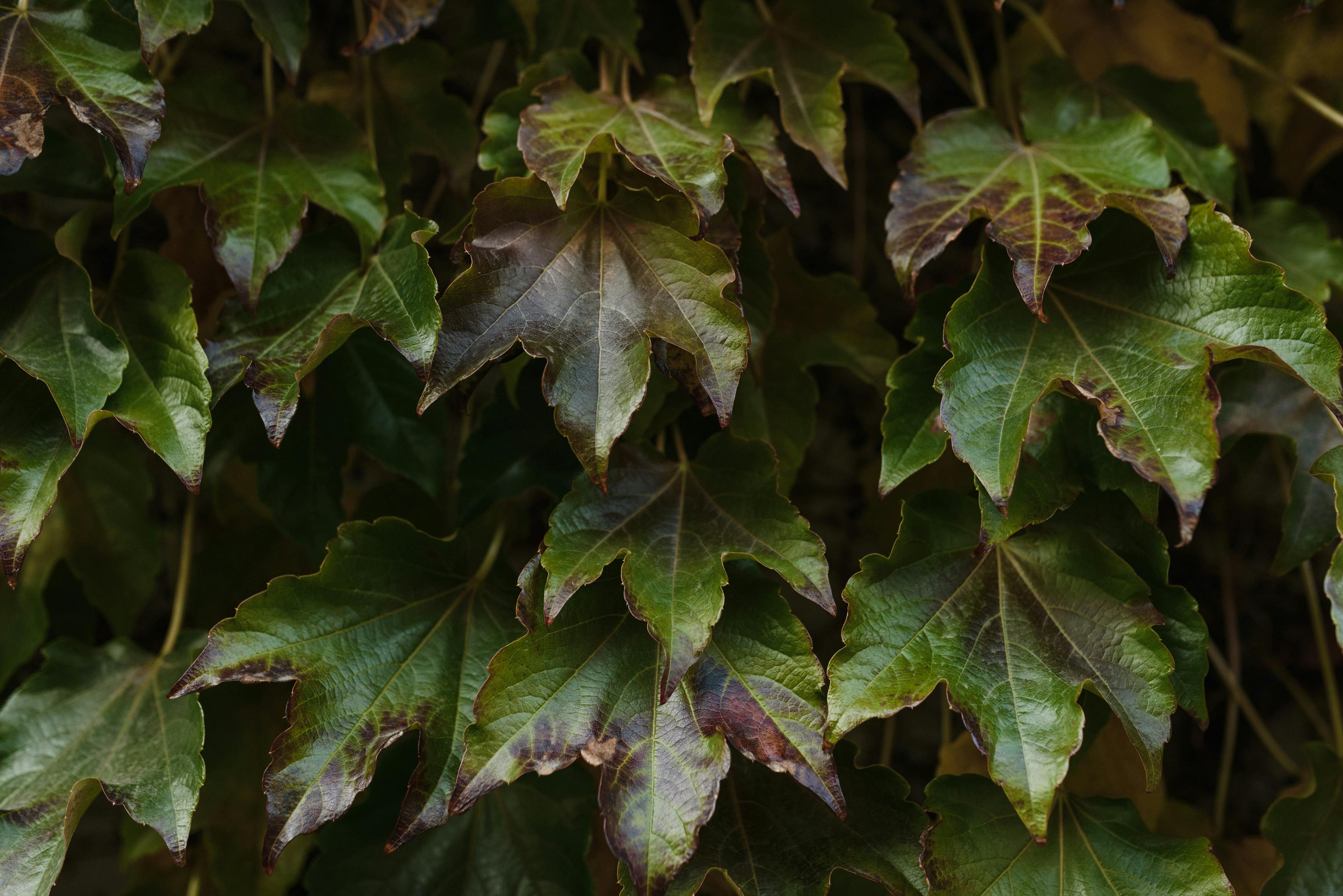 Close-up of Leaves · Free Stock Photo
