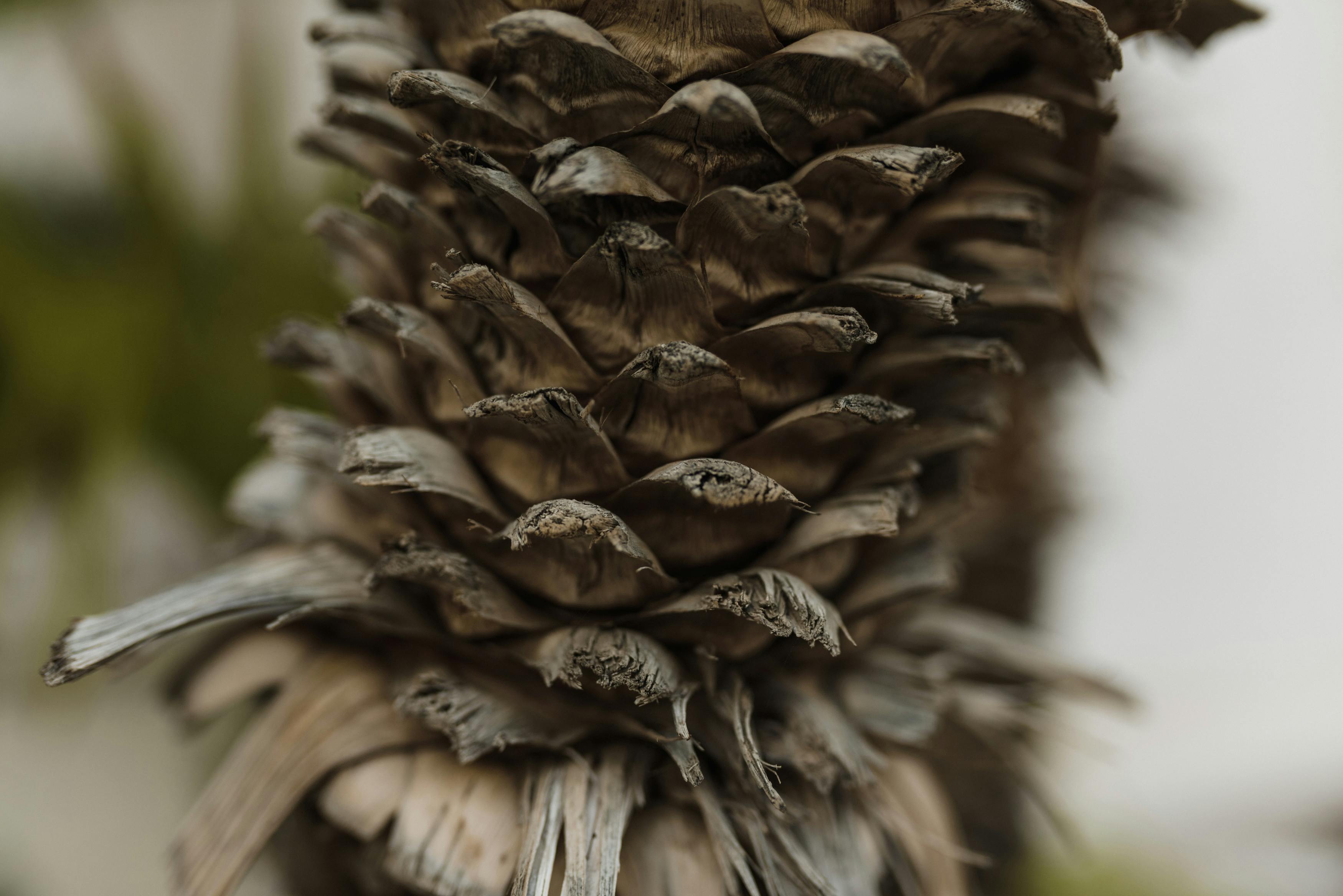 Spiky Pine Cone in Close-up Photography · Free Stock Photo