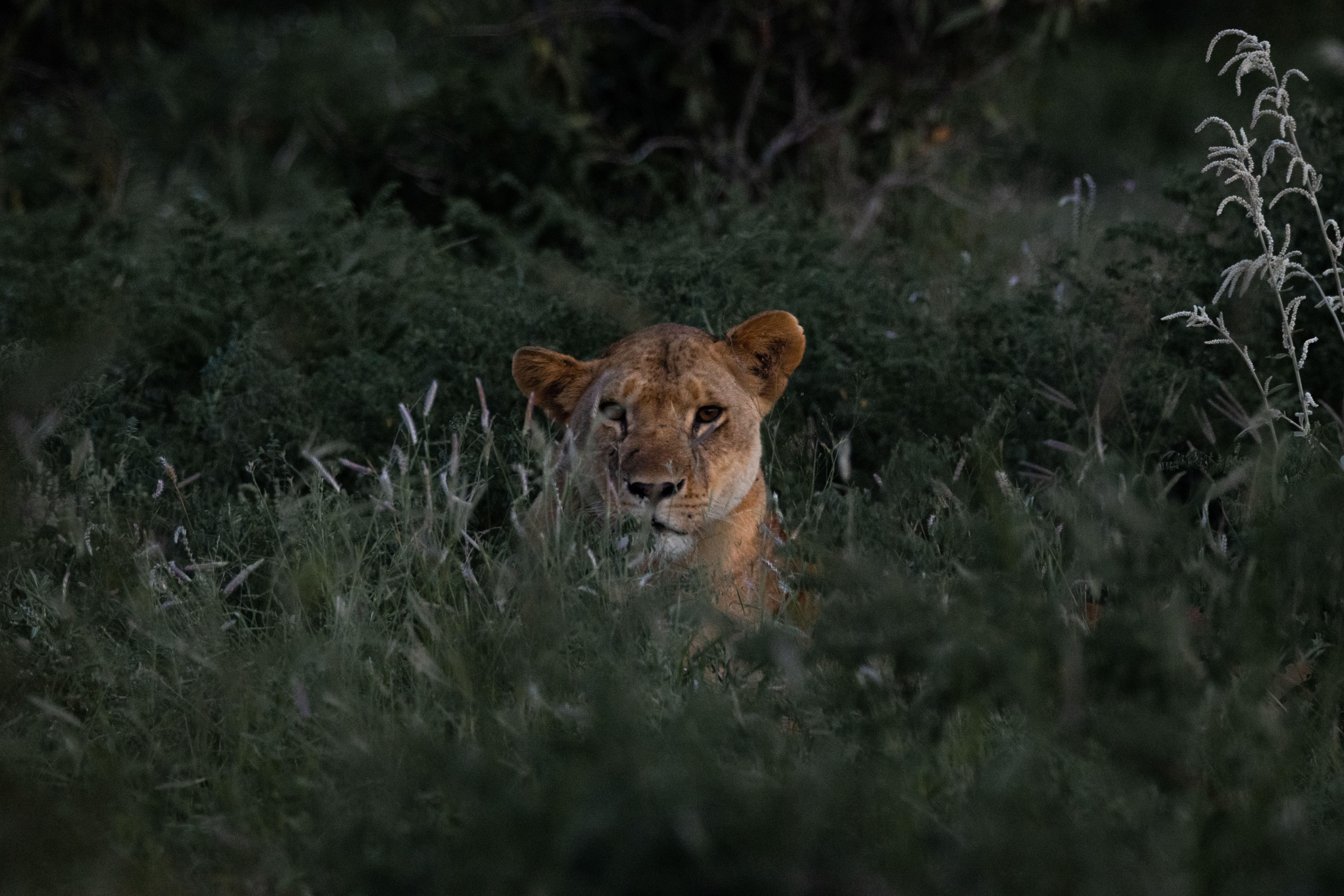 A Lioness Hiding in the Grass · Free Stock Photo