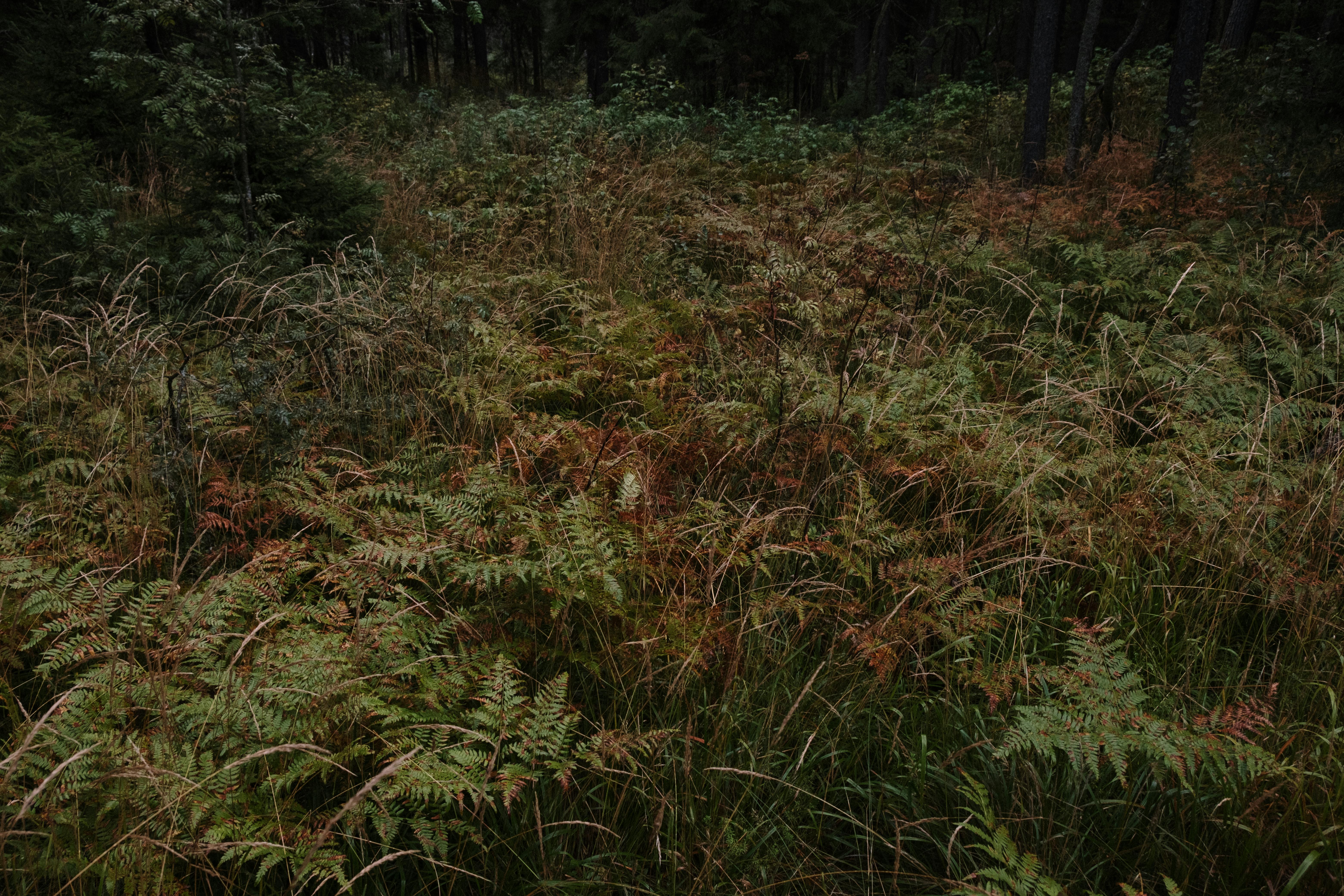 Fern Plants in Forest · Free Stock Photo