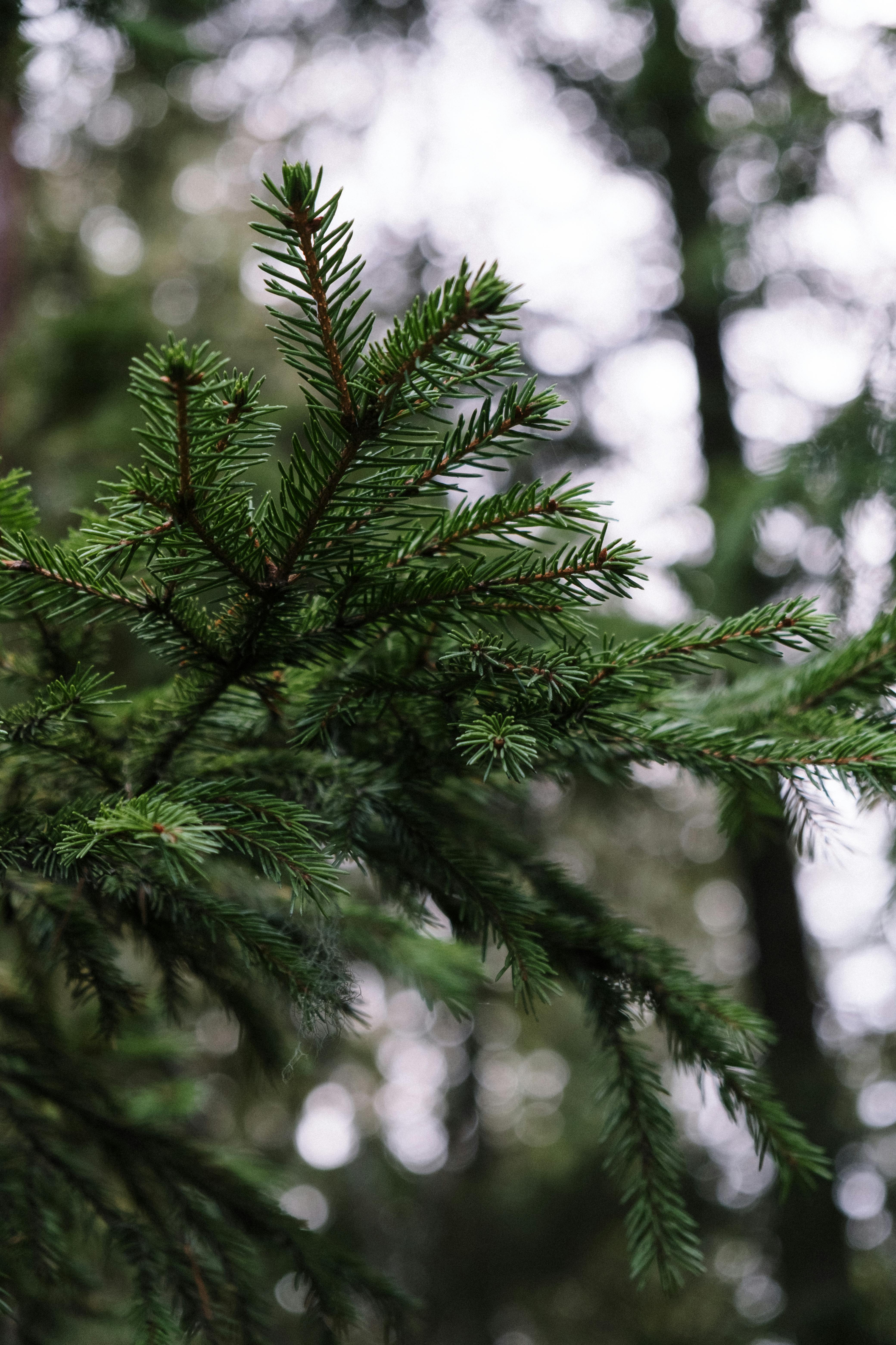 A Close-Up Shot of a Pine Tree · Free Stock Photo