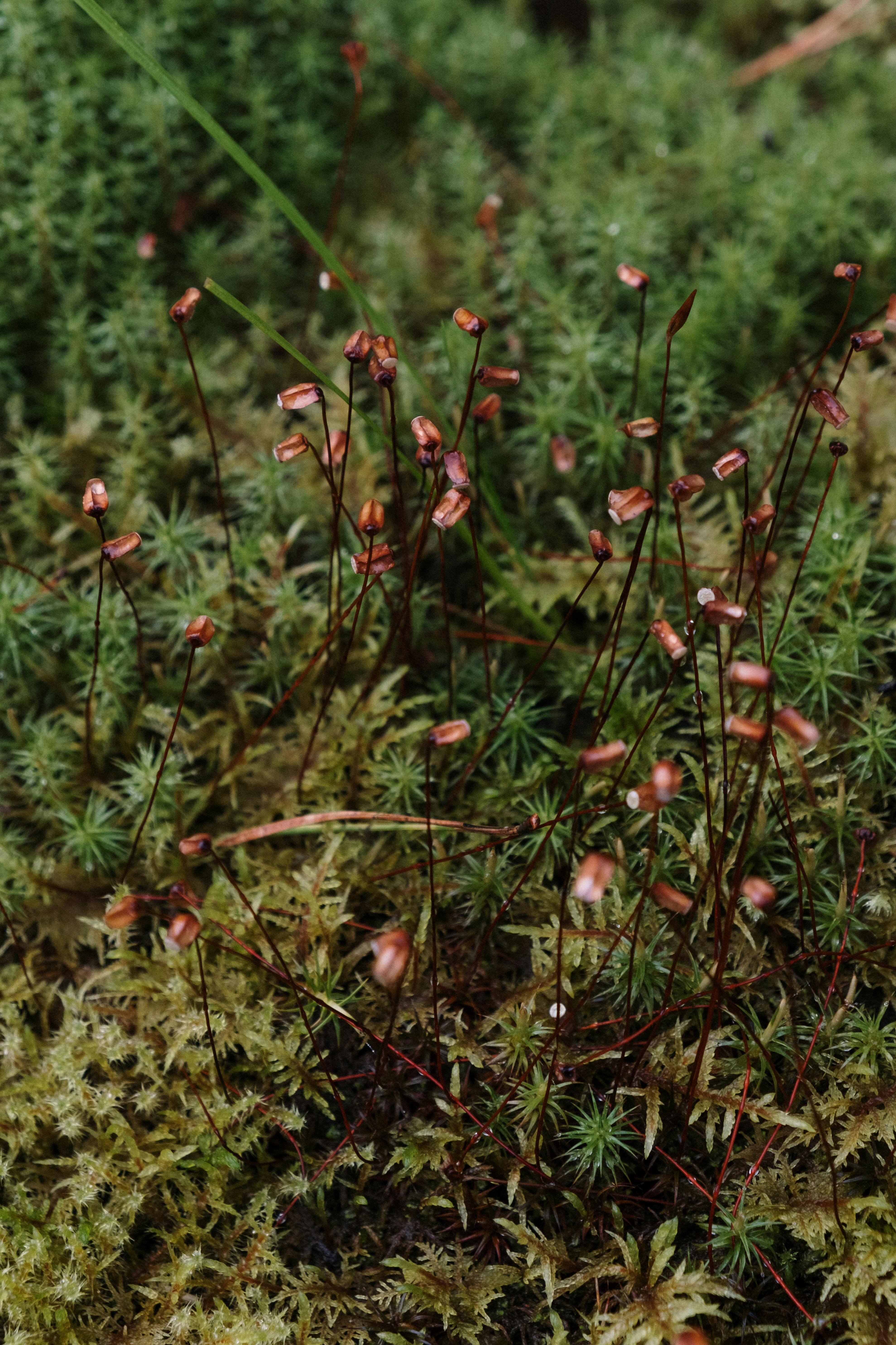 Wild Plants in Forest · Free Stock Photo