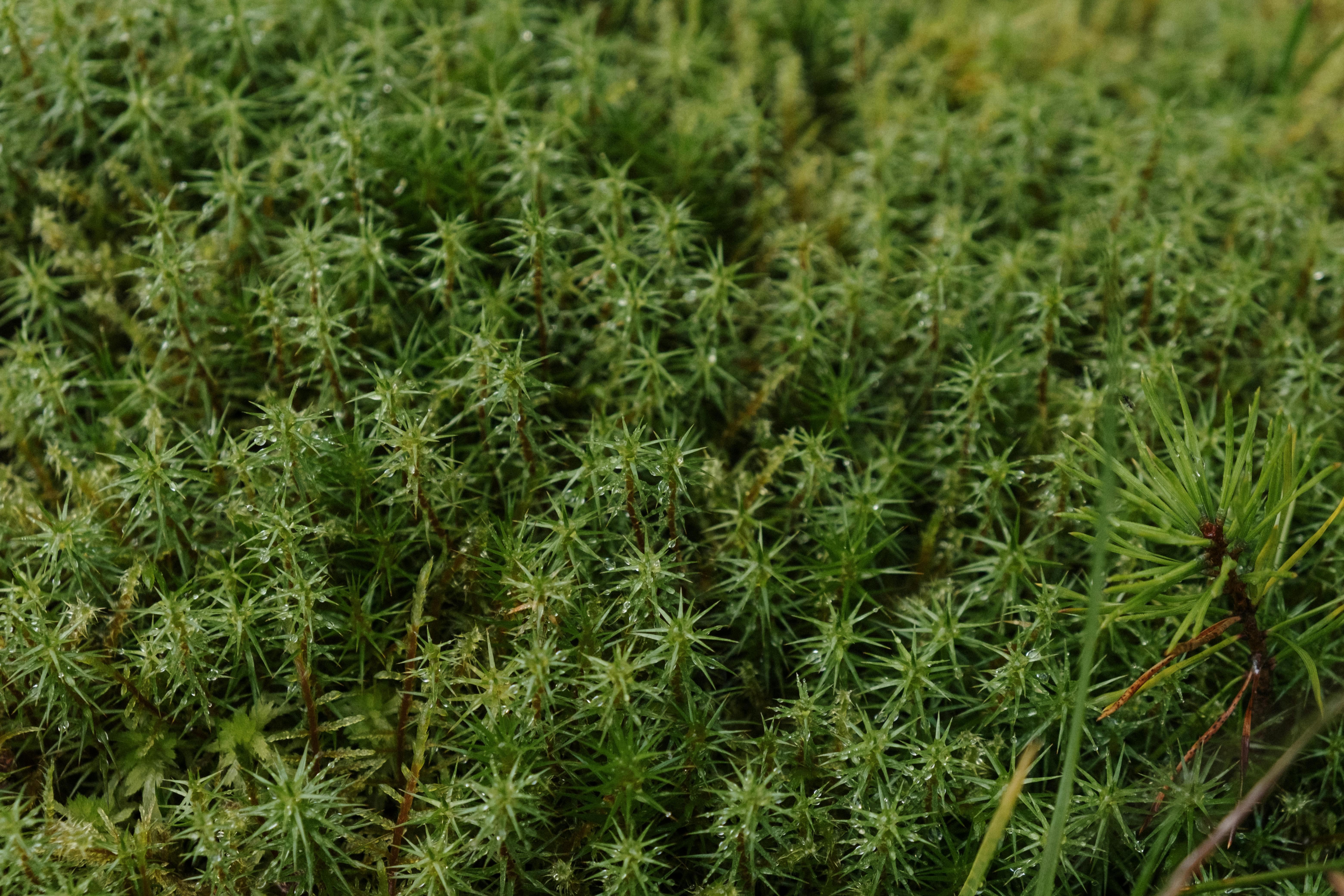 Close Up Shot of Sphagnum Moss · Free Stock Photo