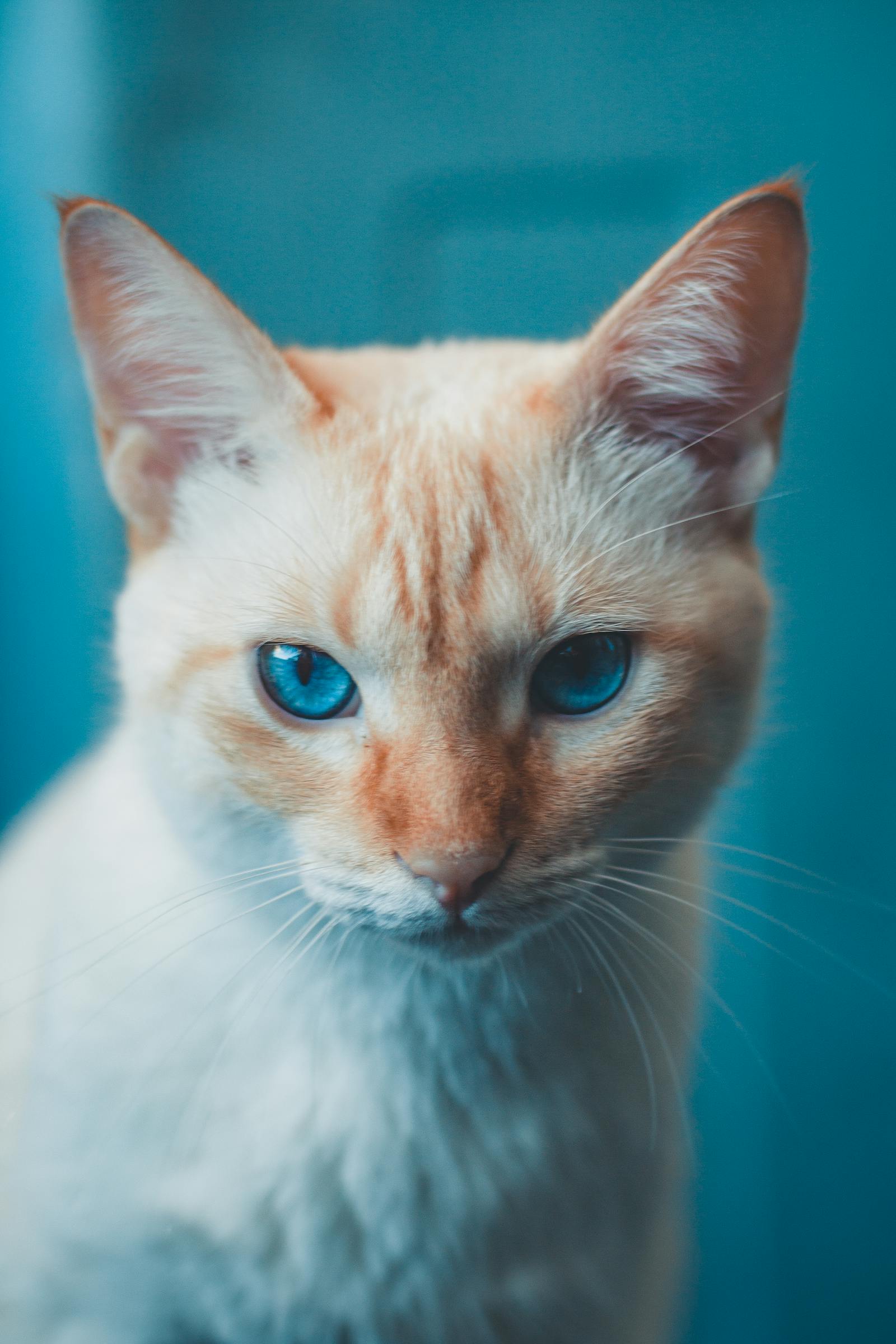 10+ parasta kuvaa aiheesta Pimppi · Täysin ilmainen lataus · Pexels ...