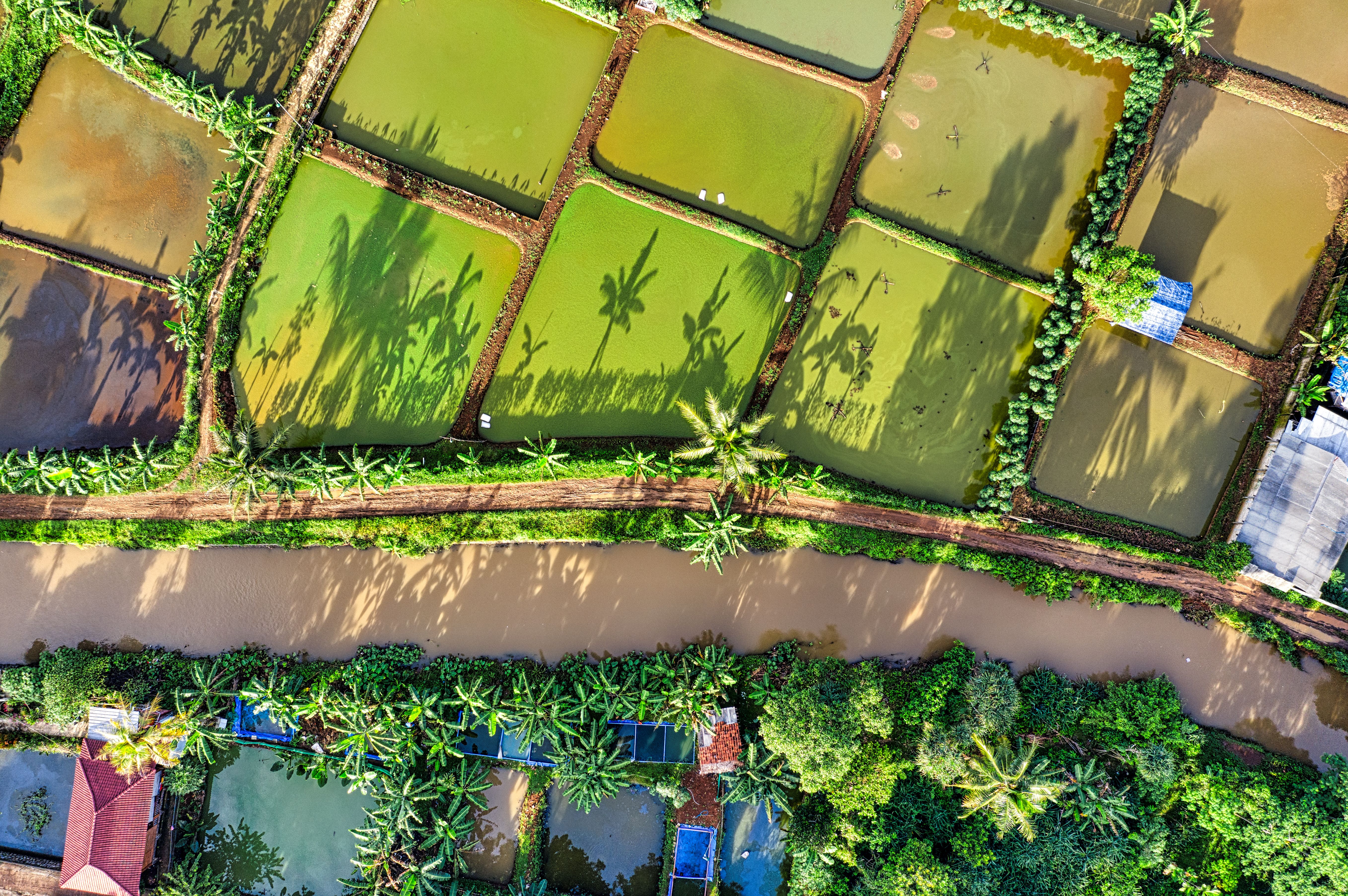 Suburb area with rice plantations · Free Stock Photo