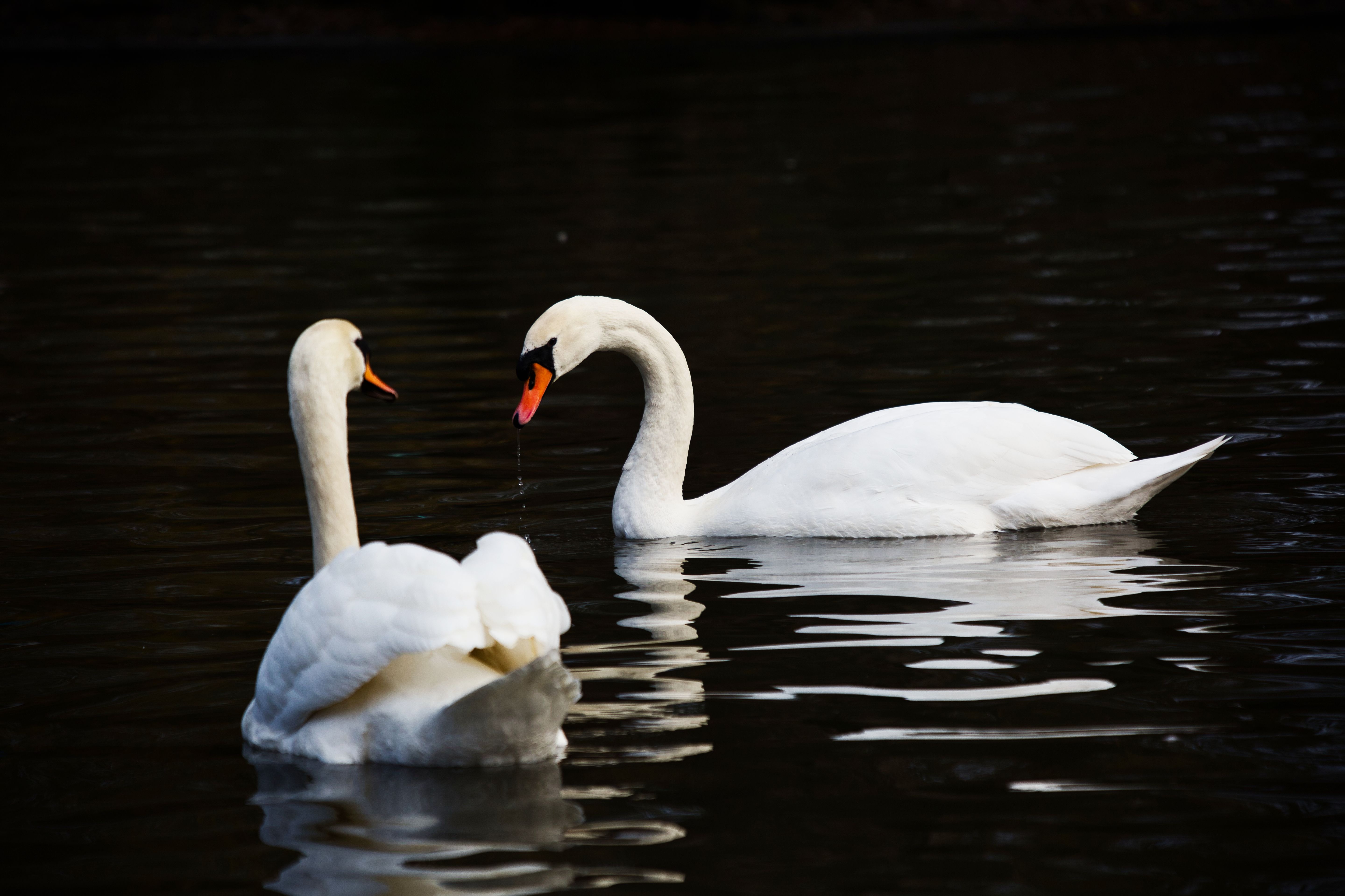 1 353 Best Free Swans Stock Photos Images 100 Royalty Free Hd