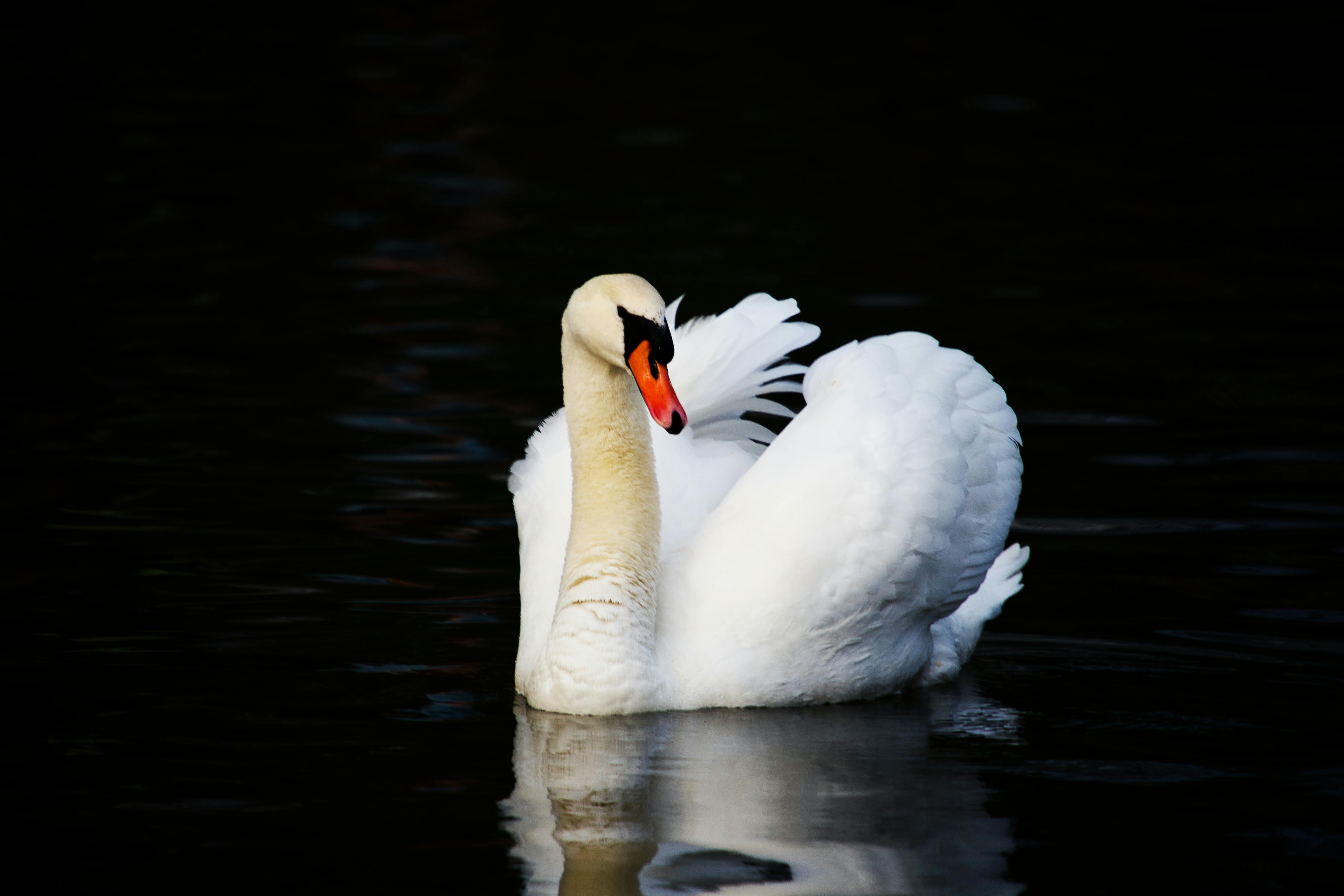 Portrait of Swan Swimming · Free Stock Photo