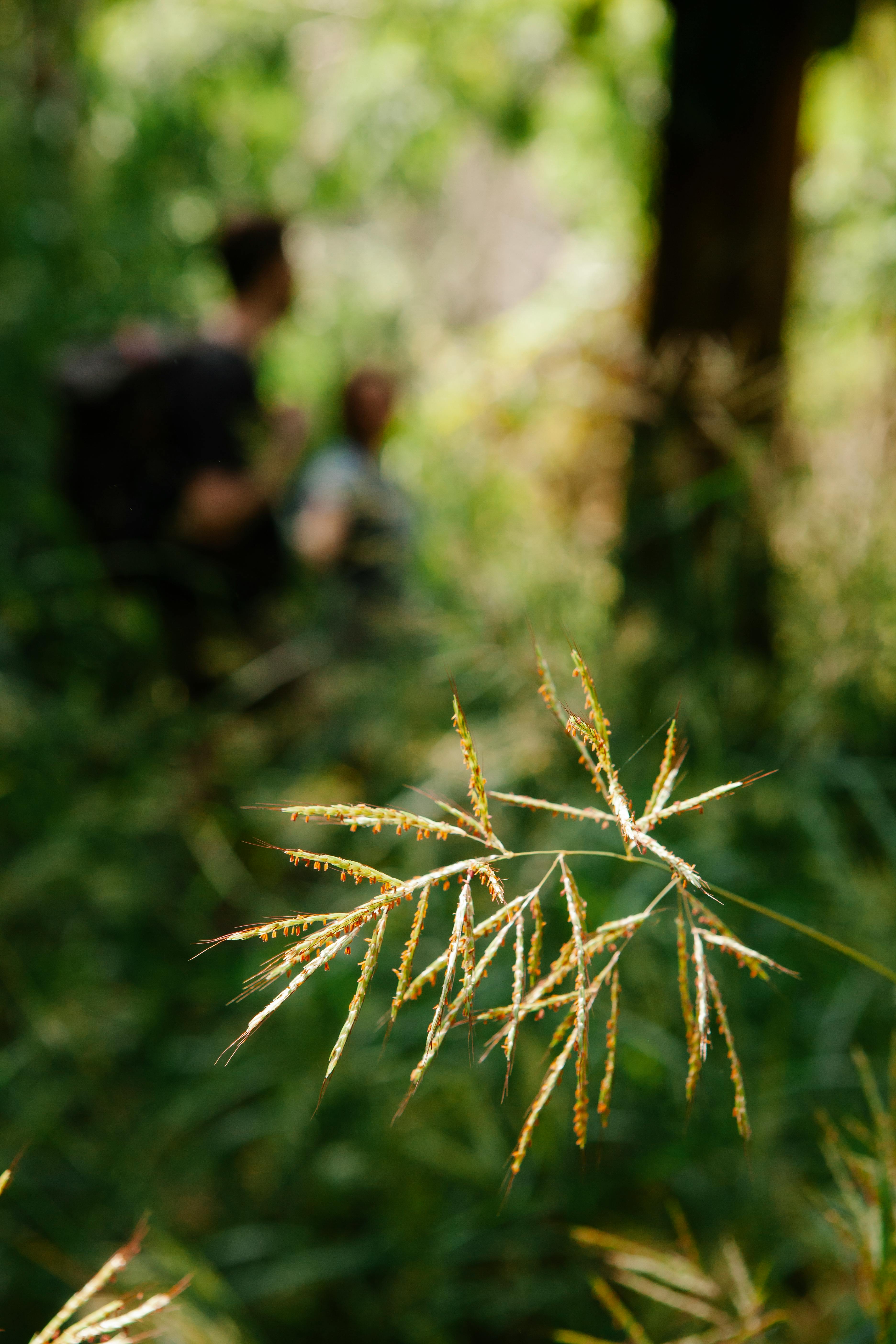 Anonymous travelers standing in lush green forest near gentle ...
