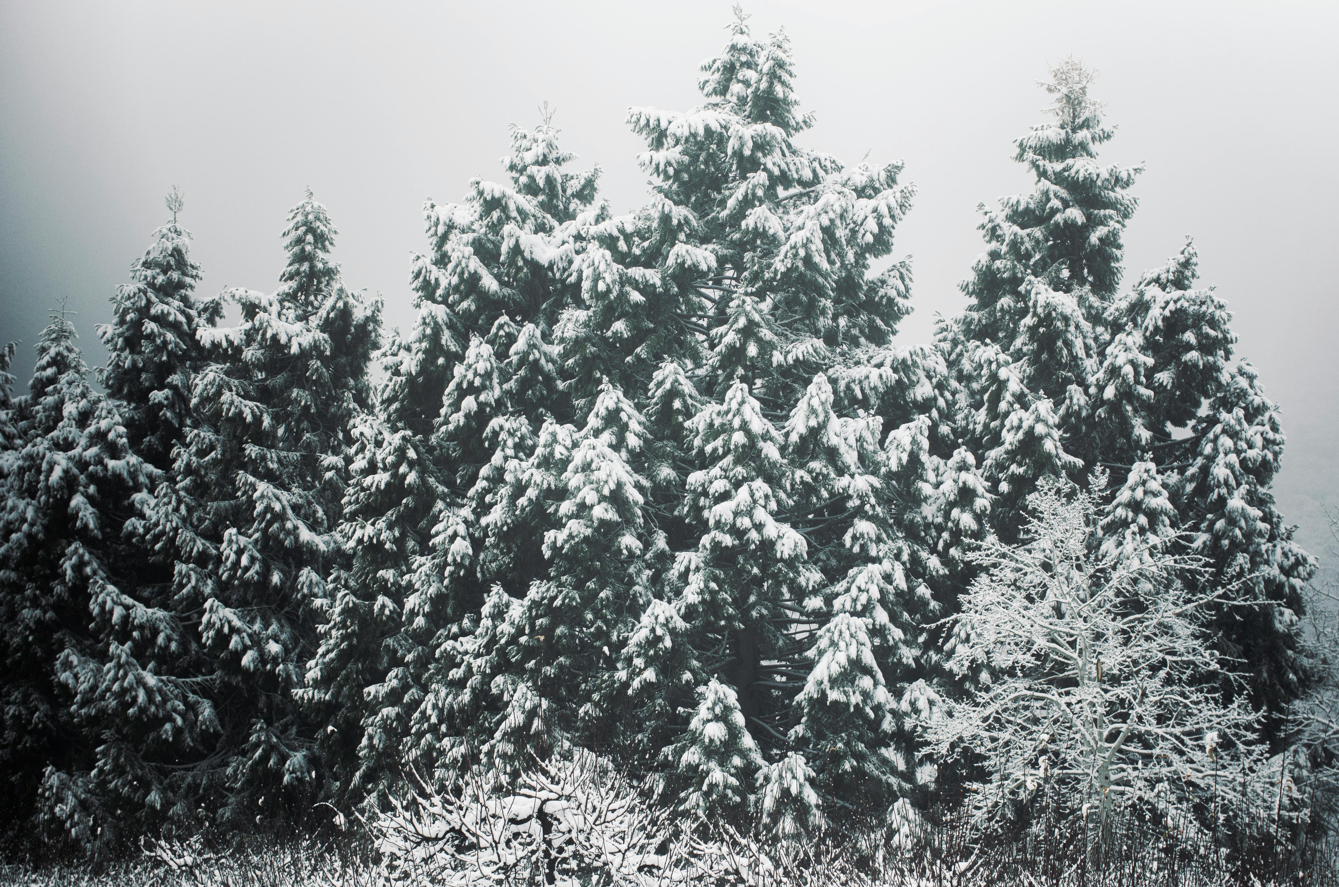 Snow Cap Pine Tree · Free Stock Photo