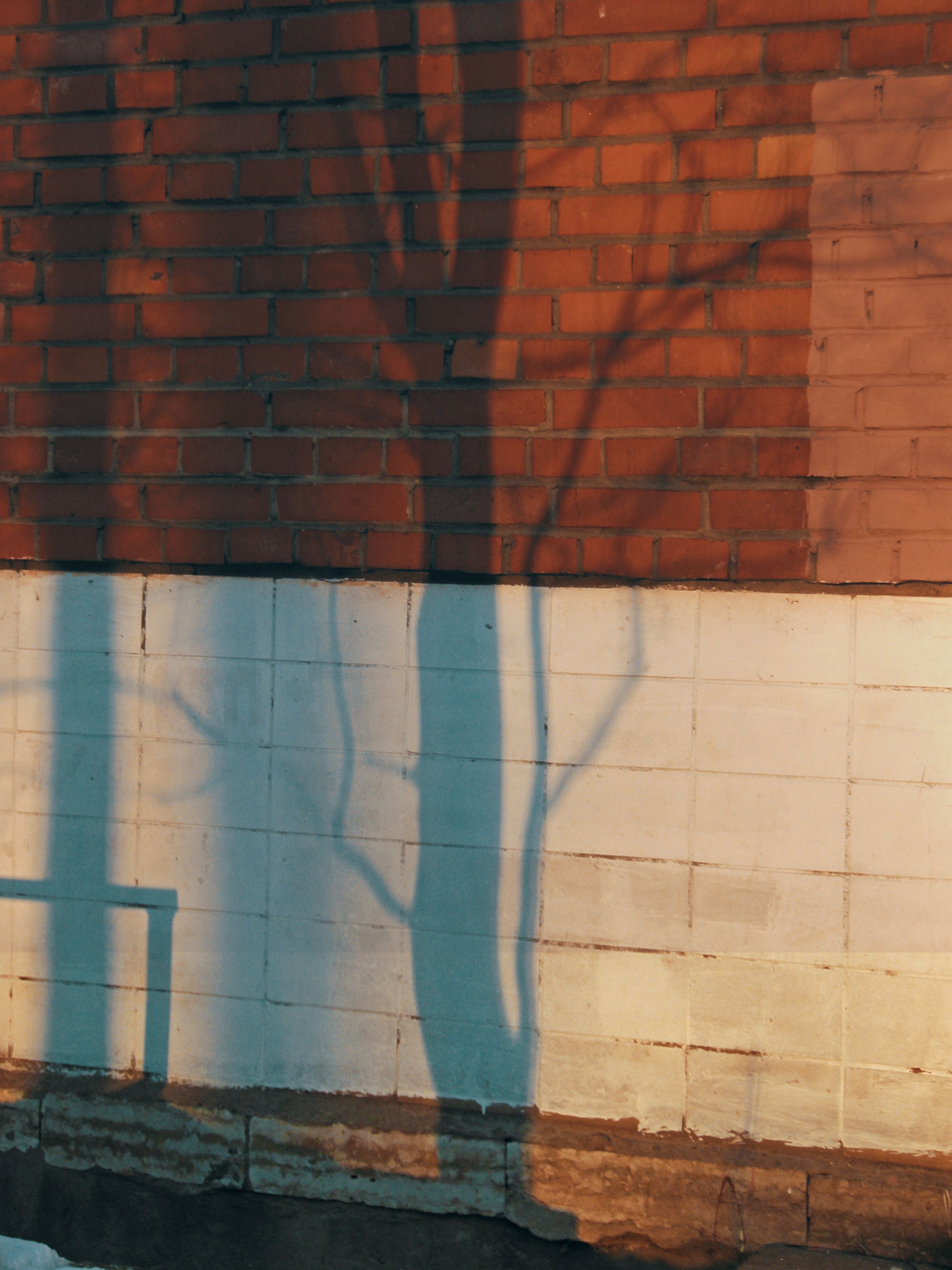 Shadow of Tree on White Wall · Free Stock Photo