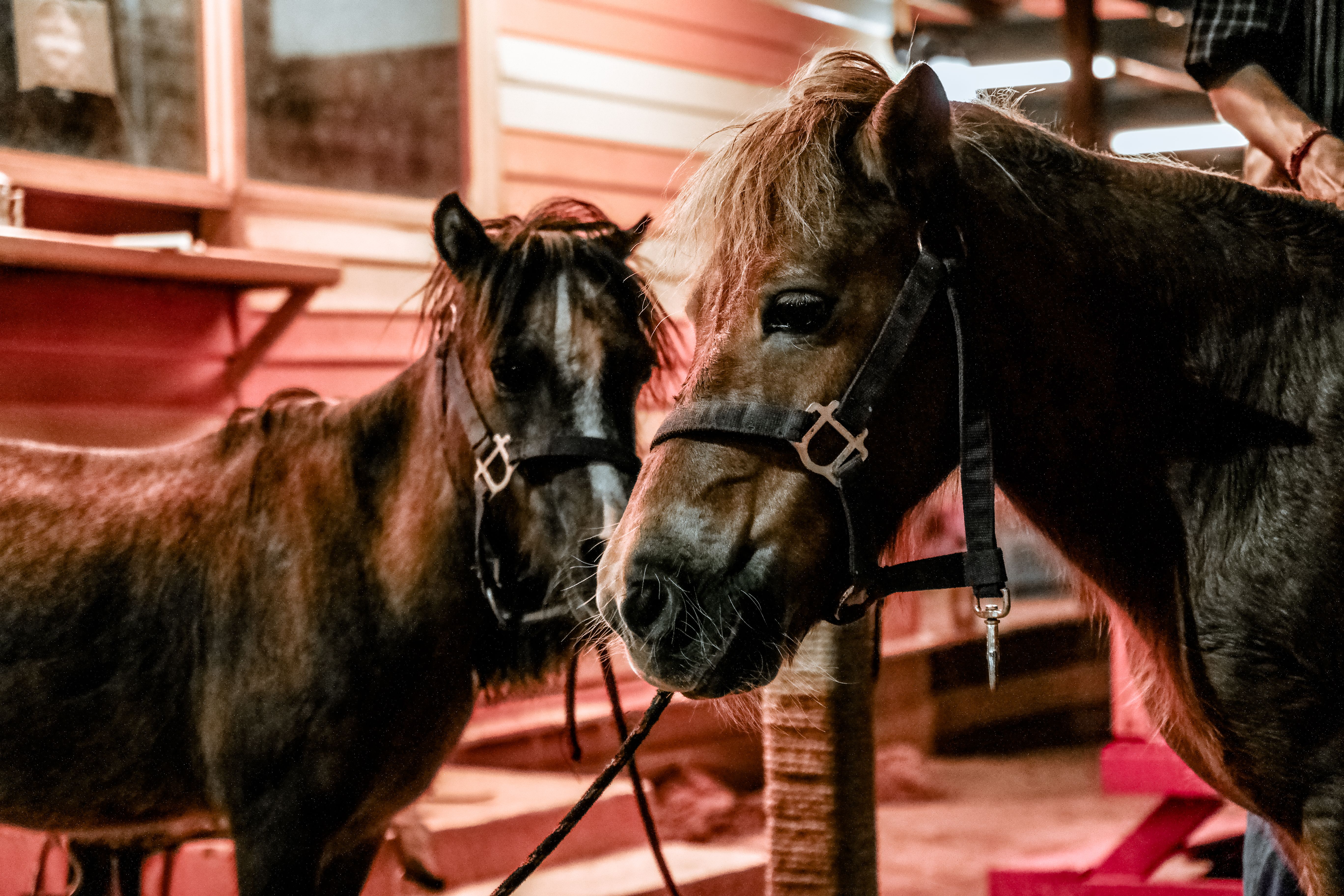Horse Companionship Photos, Download The BEST Free Horse Companionship ...