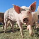 More 380 Pig Synonyms. Similar words for Pig.