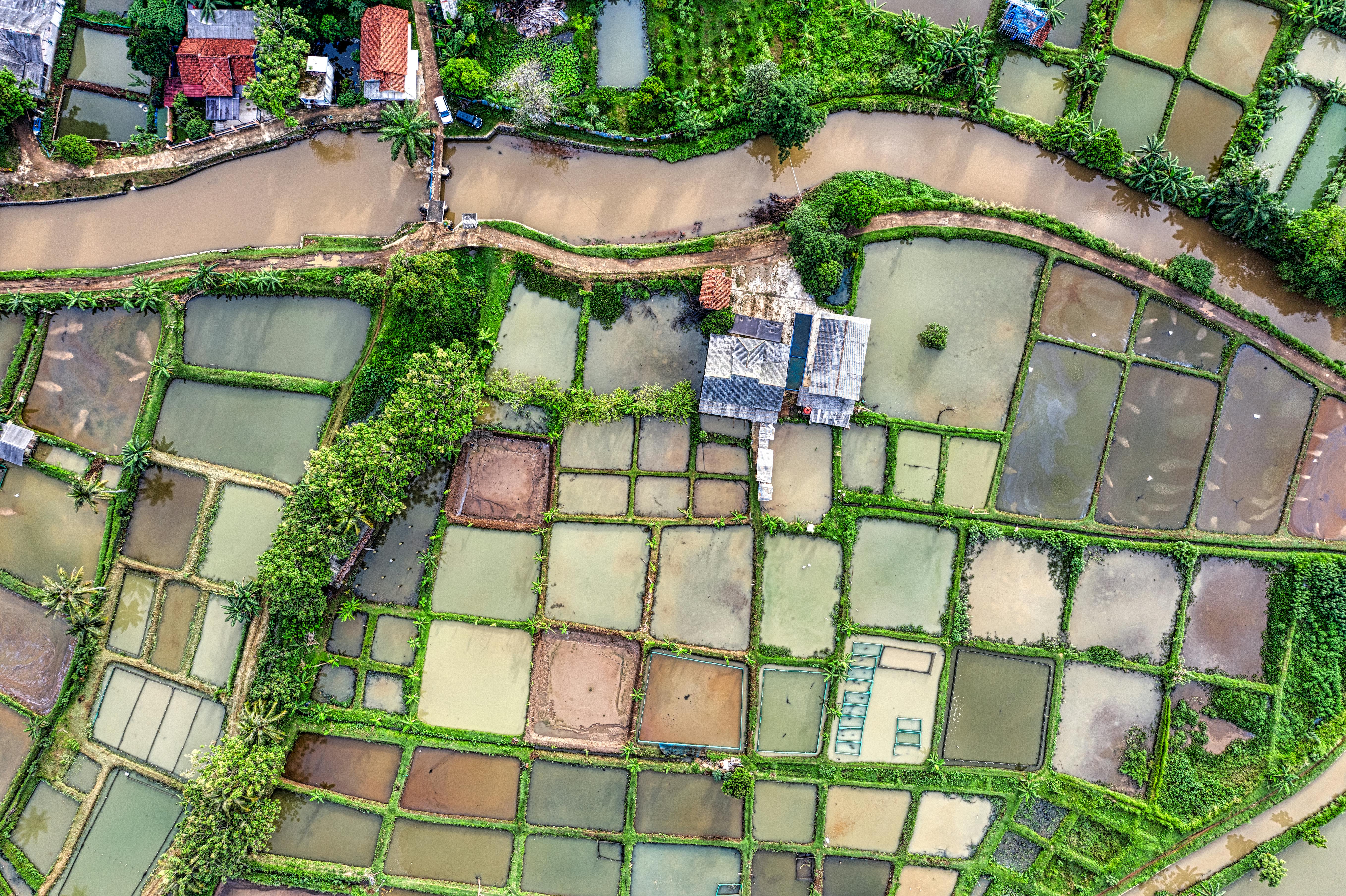 Houses on rice paddies in tropical country · Free Stock Photo