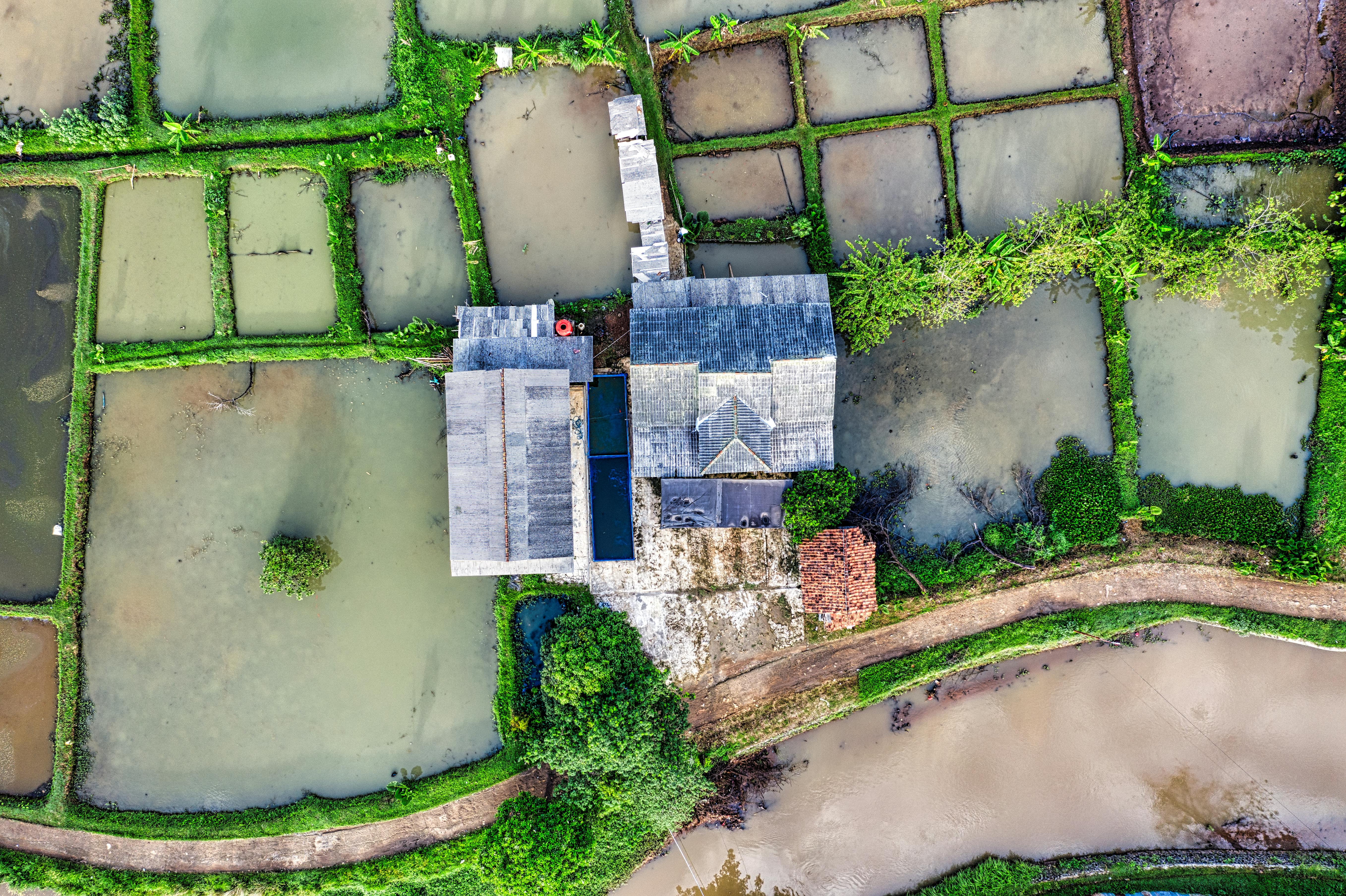 Settlement among agricultural rice fields · Free Stock Photo