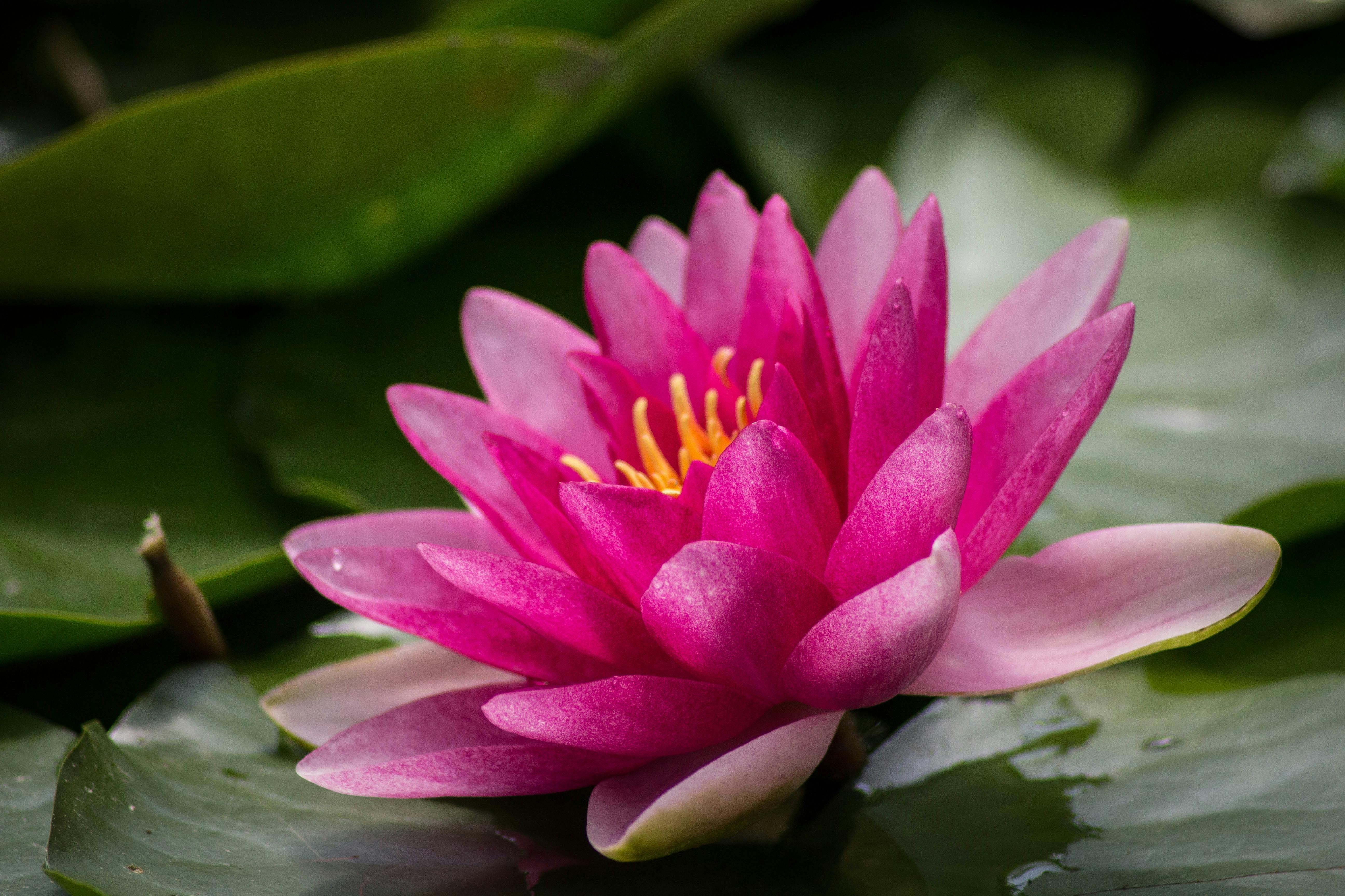 Close-Up Shot of Pink Lotus in Bloom · Free Stock Photo