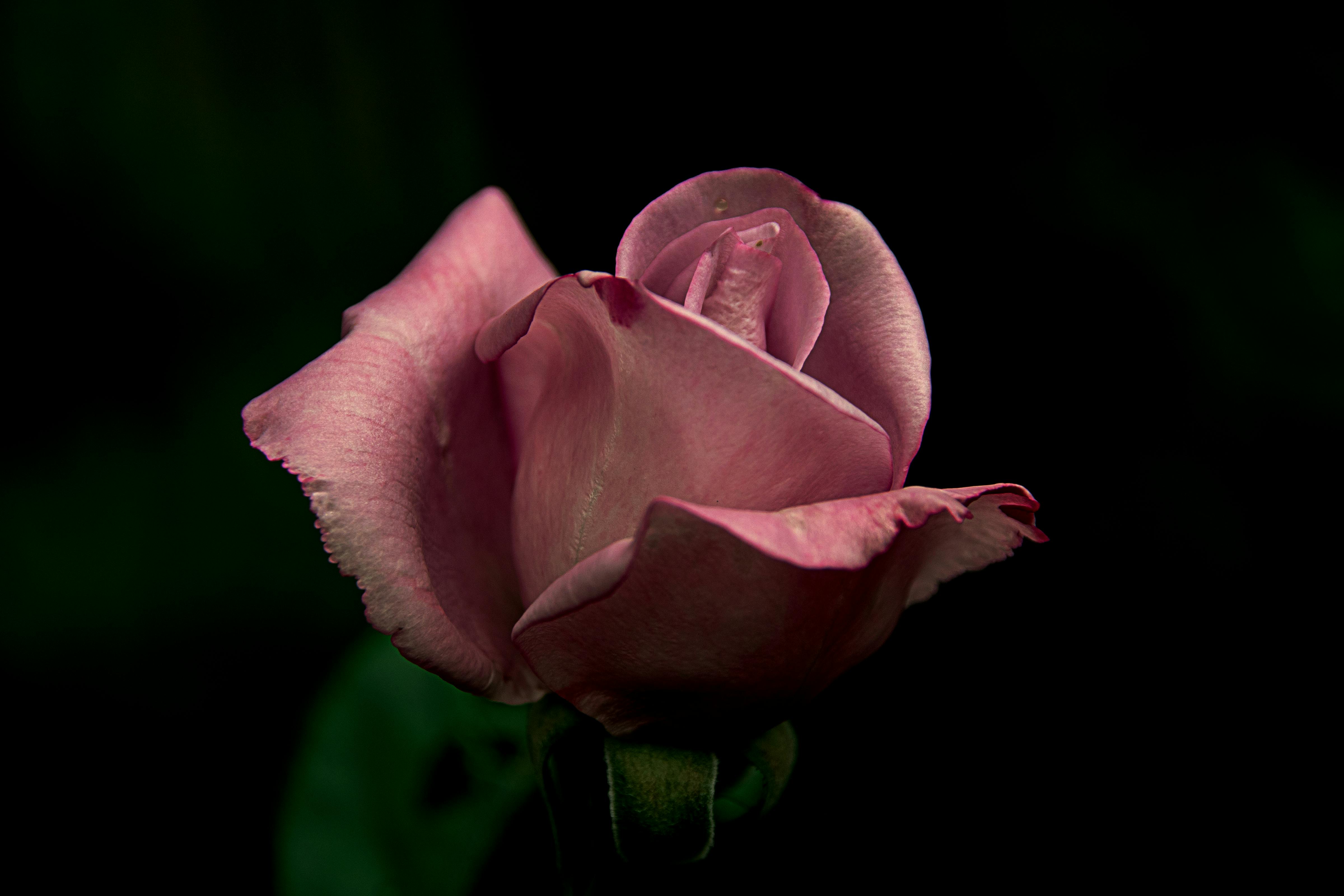 Red Flower · Free Stock Photo