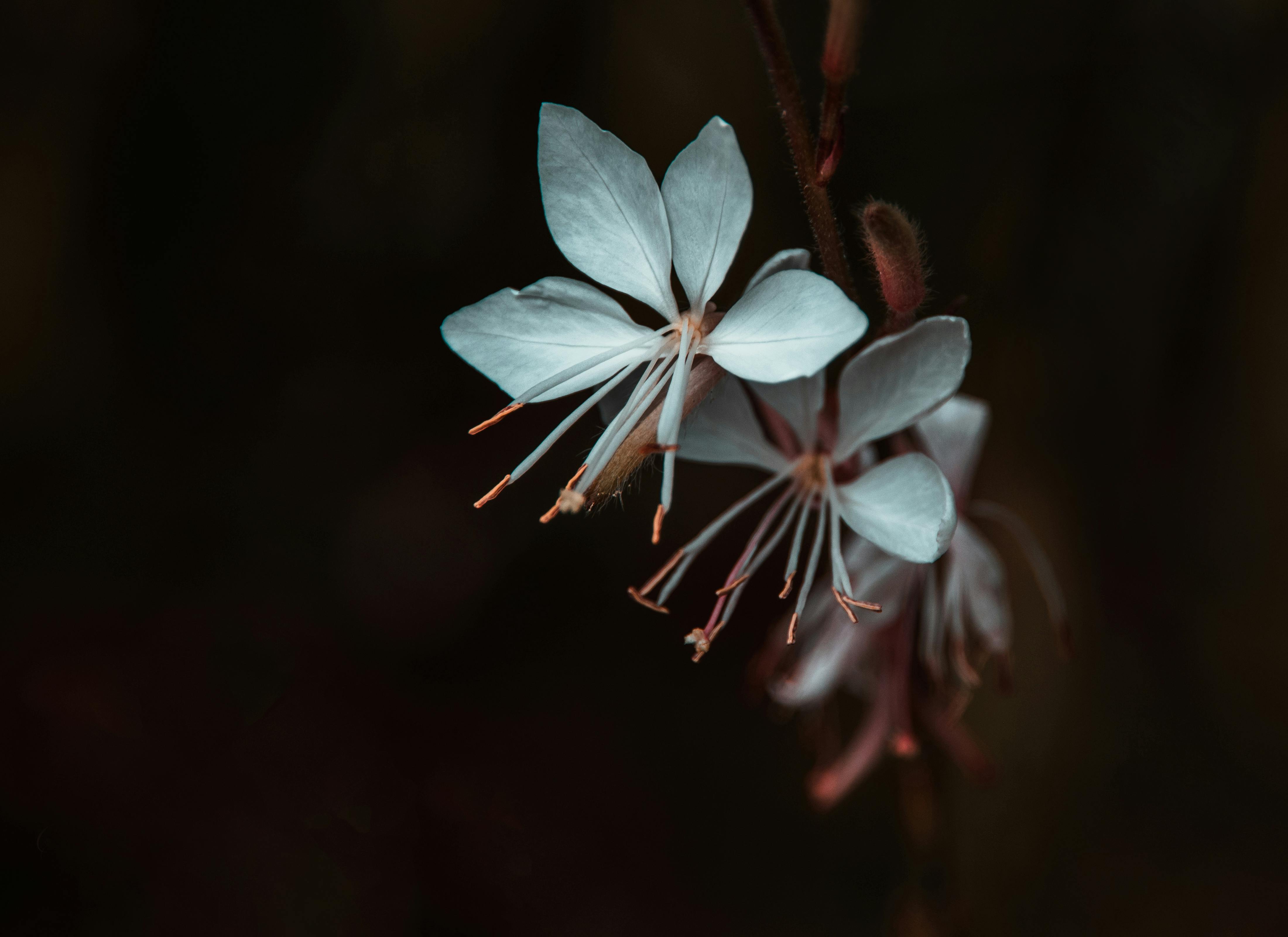 Close-Up Shot of Beeblossom Flowers in Bloom · Free Stock Photo