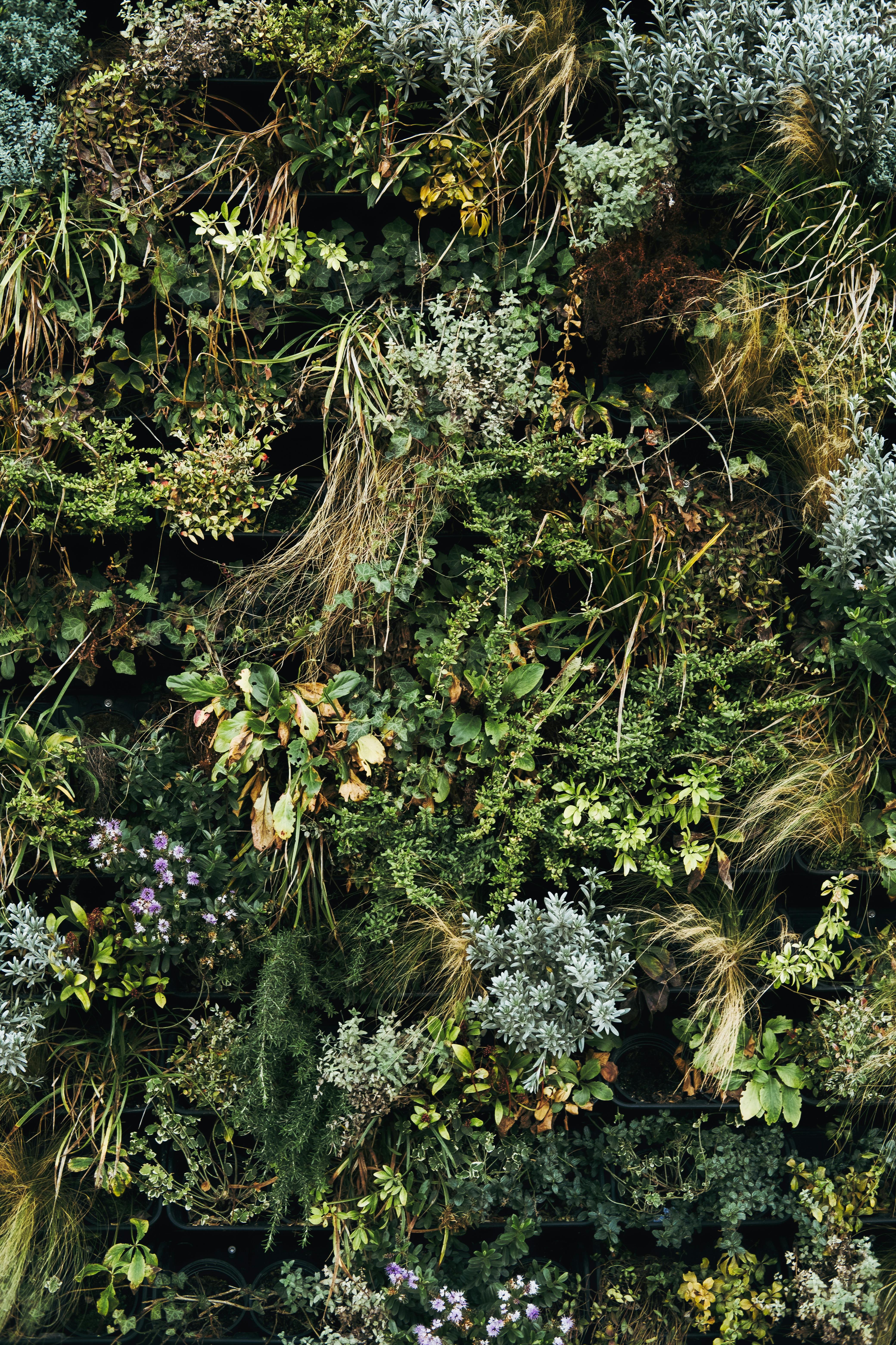 Background of lush plants growing on shrub in garden · Free Stock Photo