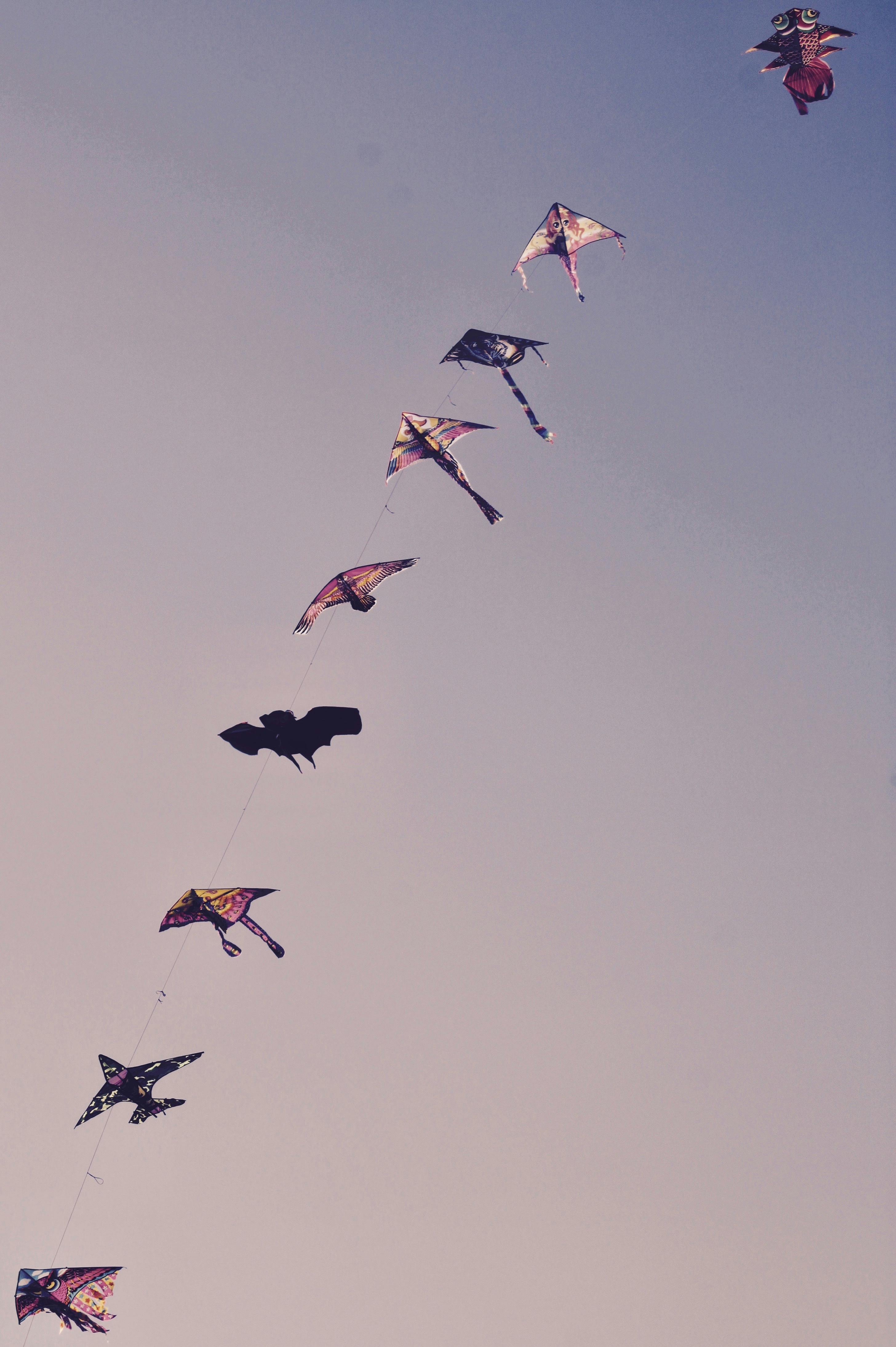 700+ Best Kites Photos · 100% Free Download · Pexels Stock Photos