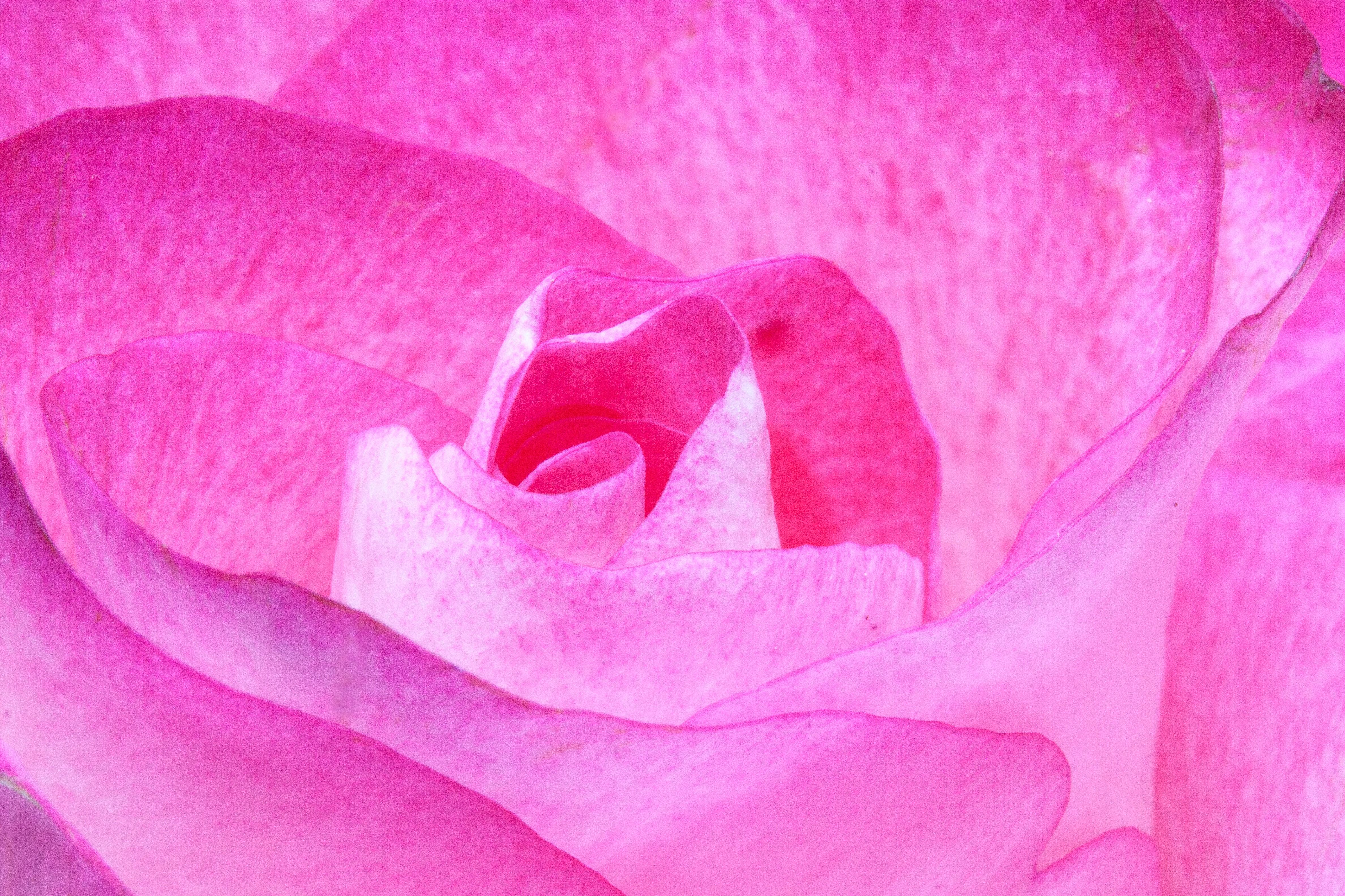 Free stock images with the color Pink (#ff66ff)